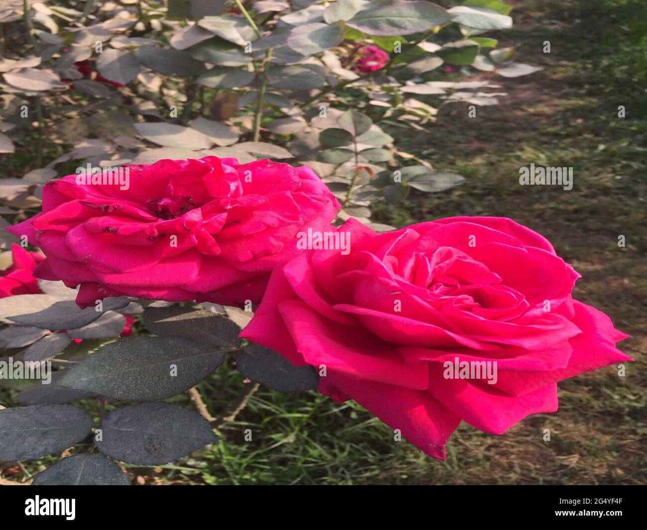Bloem hi-res stock photography and images - Alamy
