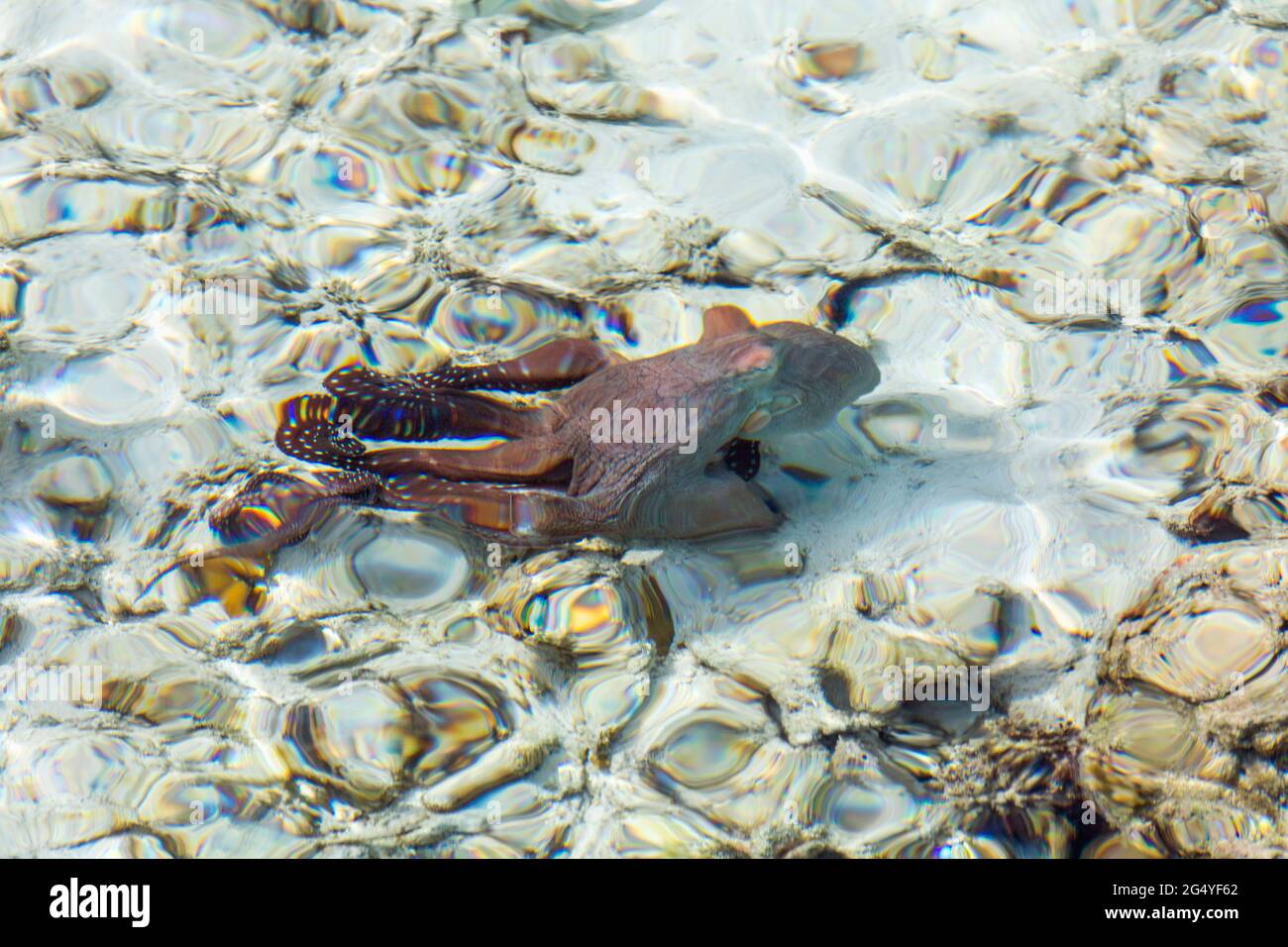 Common Octopus; Octopus vulgaris; Maldives Stock Photo - Alamy