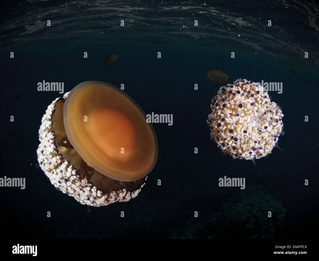 Mediterranean Fried Egg Jellyfish - Cotylorhiza tuberculata Stock Photo ...