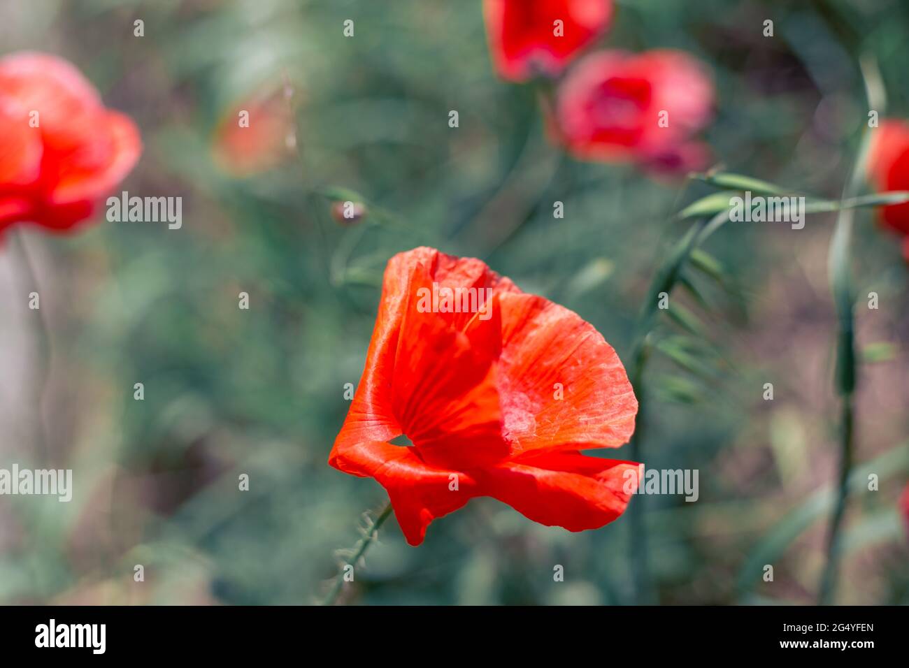 Field with red poppies in the wind, blurred background, selective focus ...