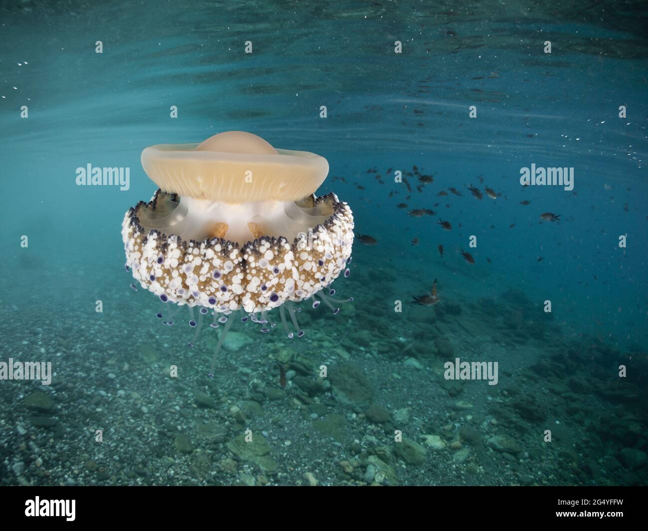 Mediterranean Fried Egg Jellyfish - Cotylorhiza tuberculata Stock Photo ...