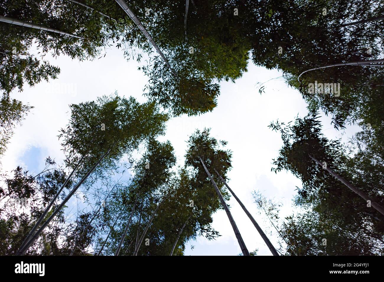 A selective focus shot of the top of the trees of the famous bamboo ...