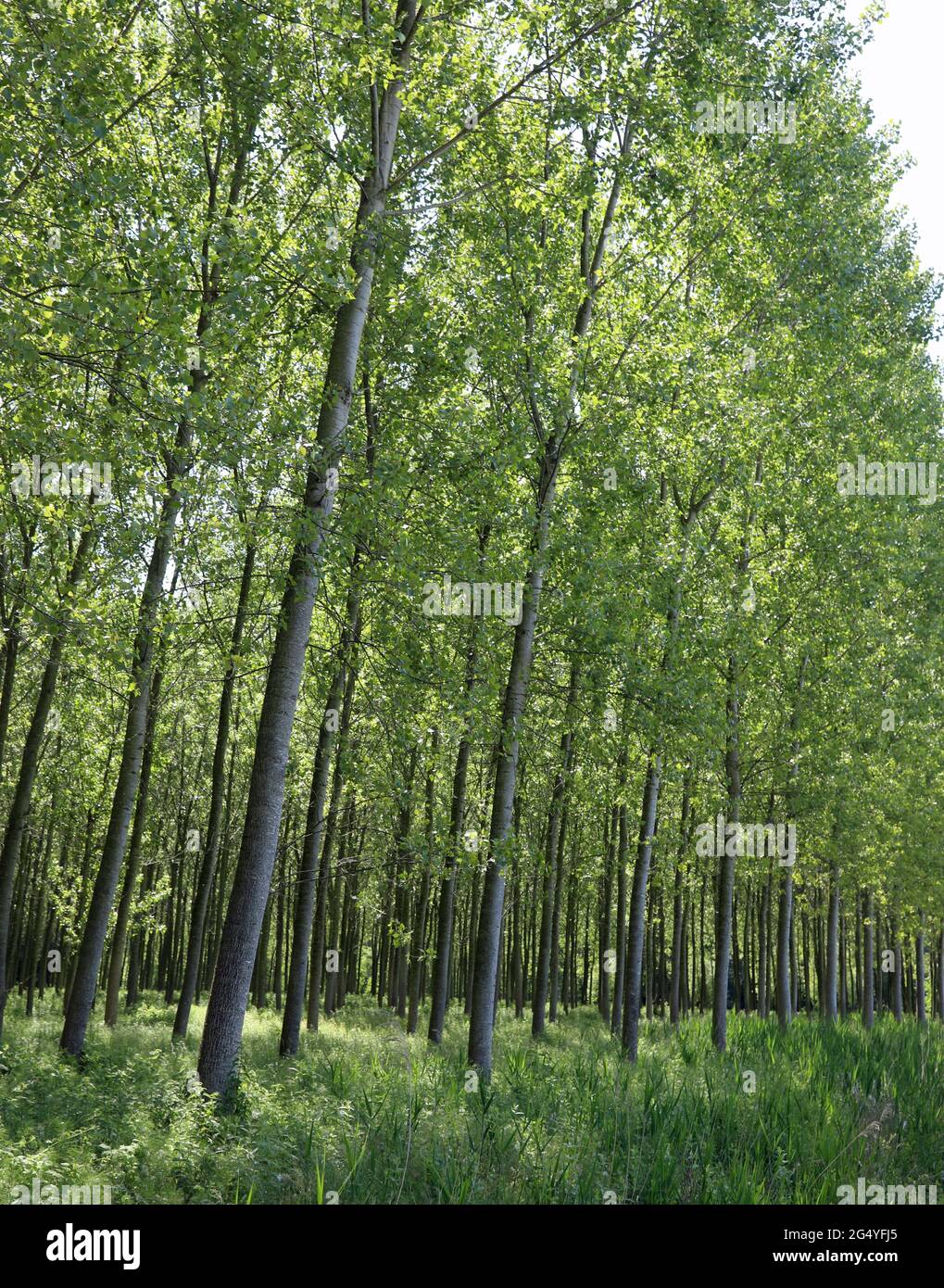Poplar grove with many young trees with long trunks planted to obtain ...