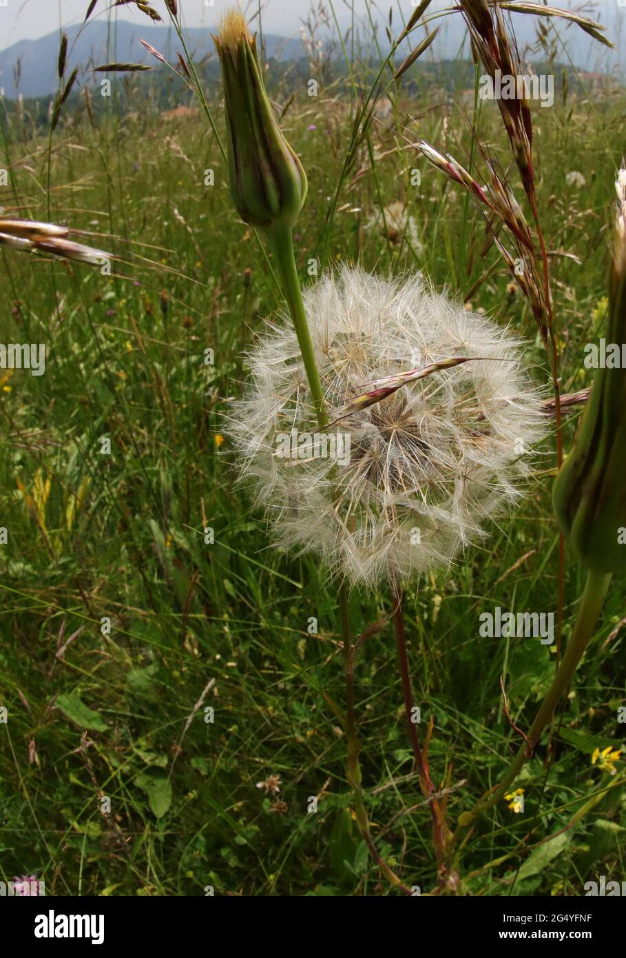 flower shower head that allows the transport of the seeds of the ...