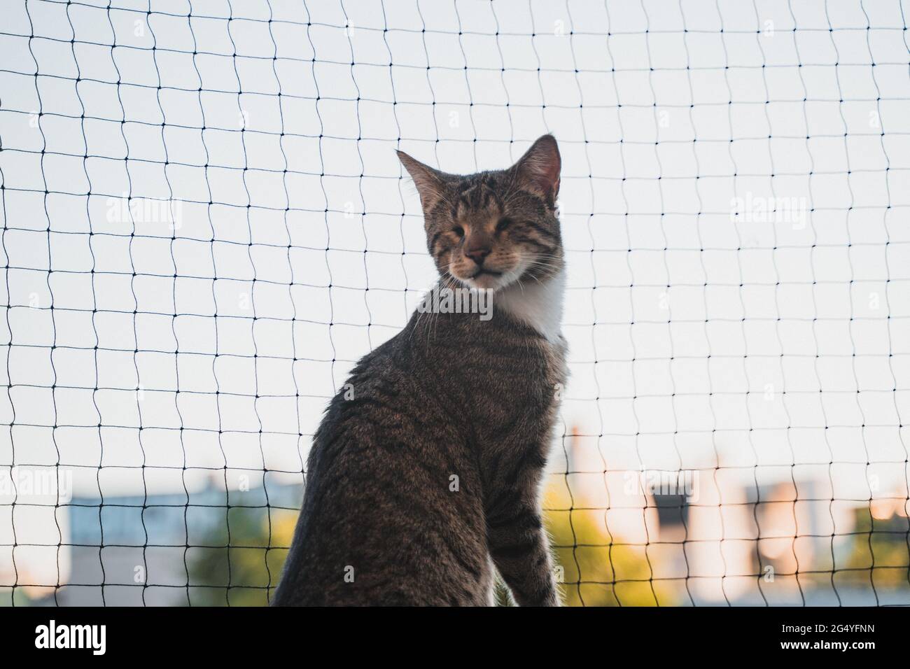 Blind cat sitting infront a cat net Stock Photo - Alamy