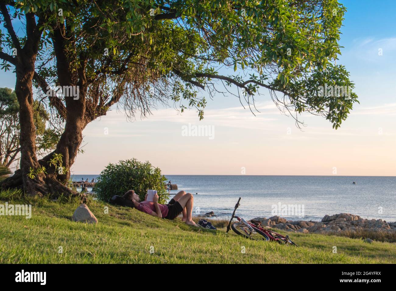 MONTEVIDEO, URUGUAY - Apr 17, 2021: Leafy tree facing the sea with a ...