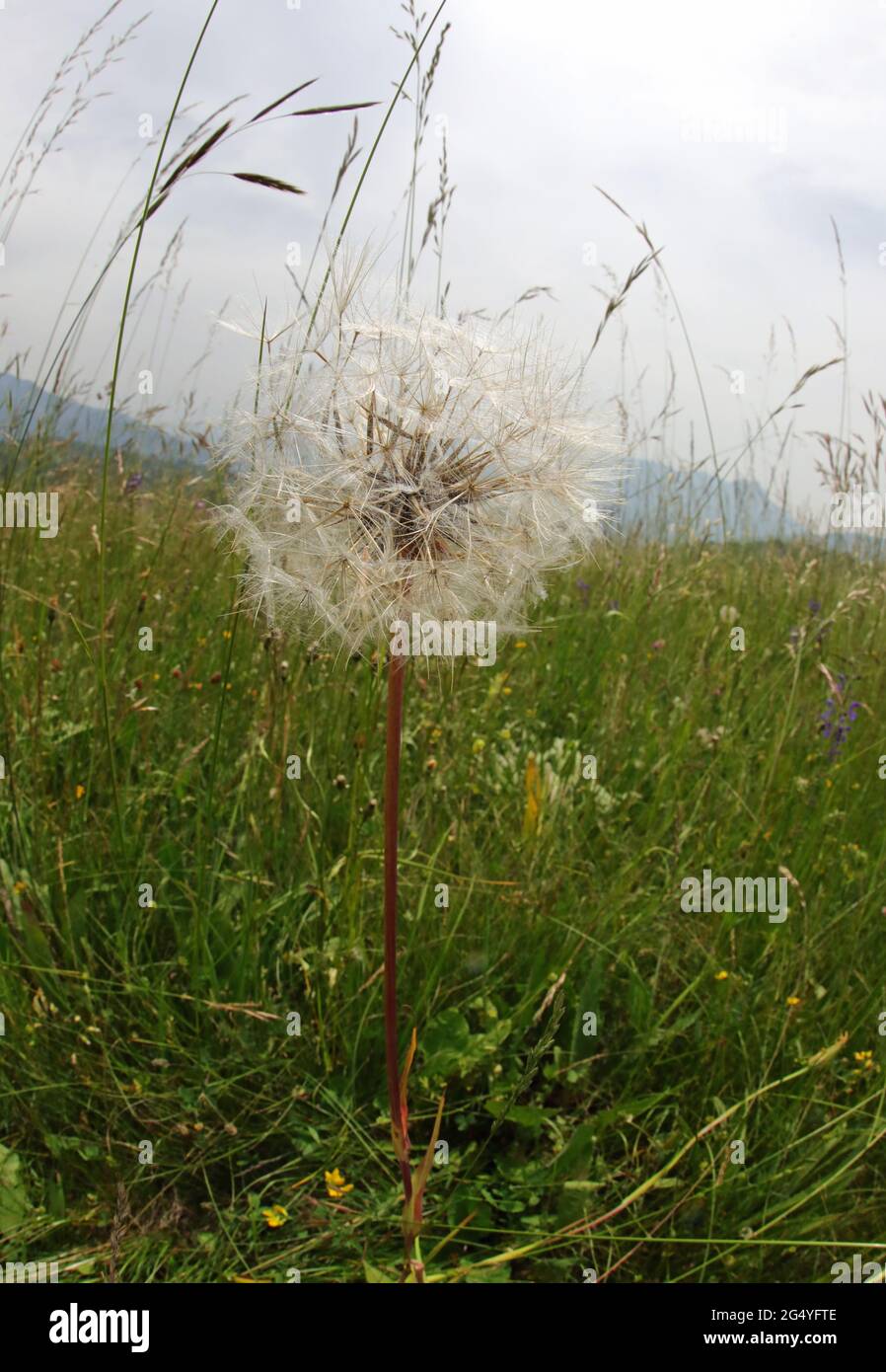flower shower head that allows the transport of the seeds of the ...