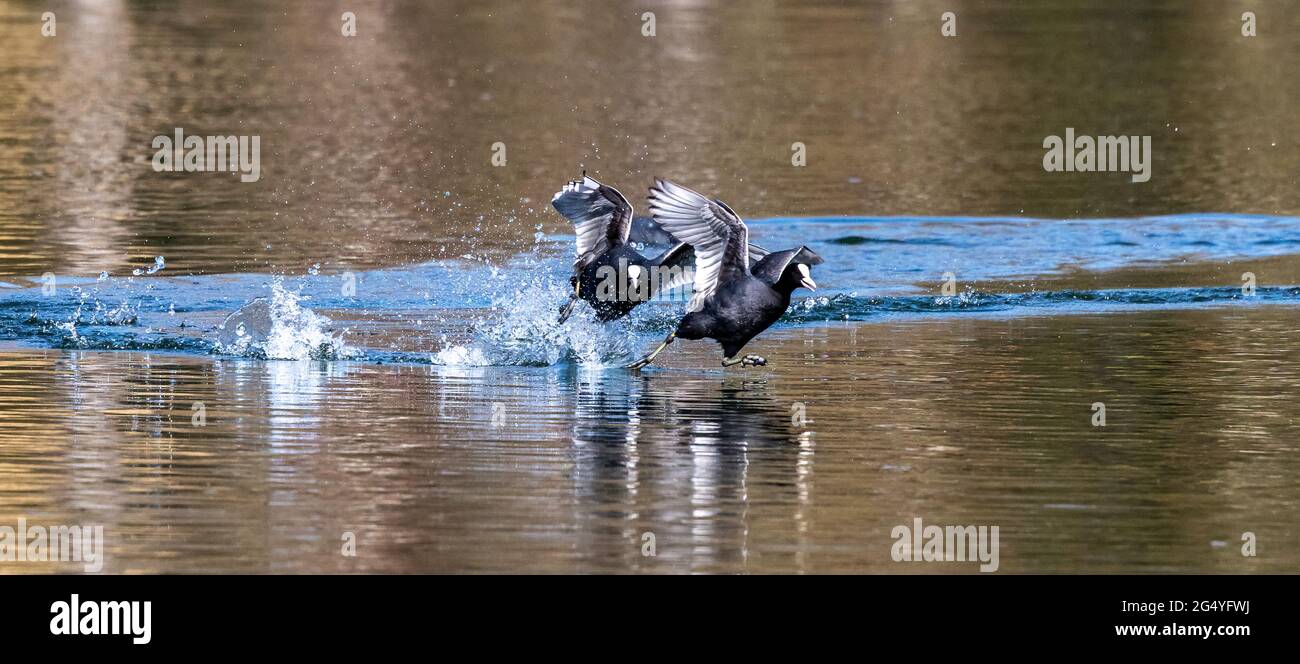 Eurasian coot, Fulica atra chasing each other by running across the ...