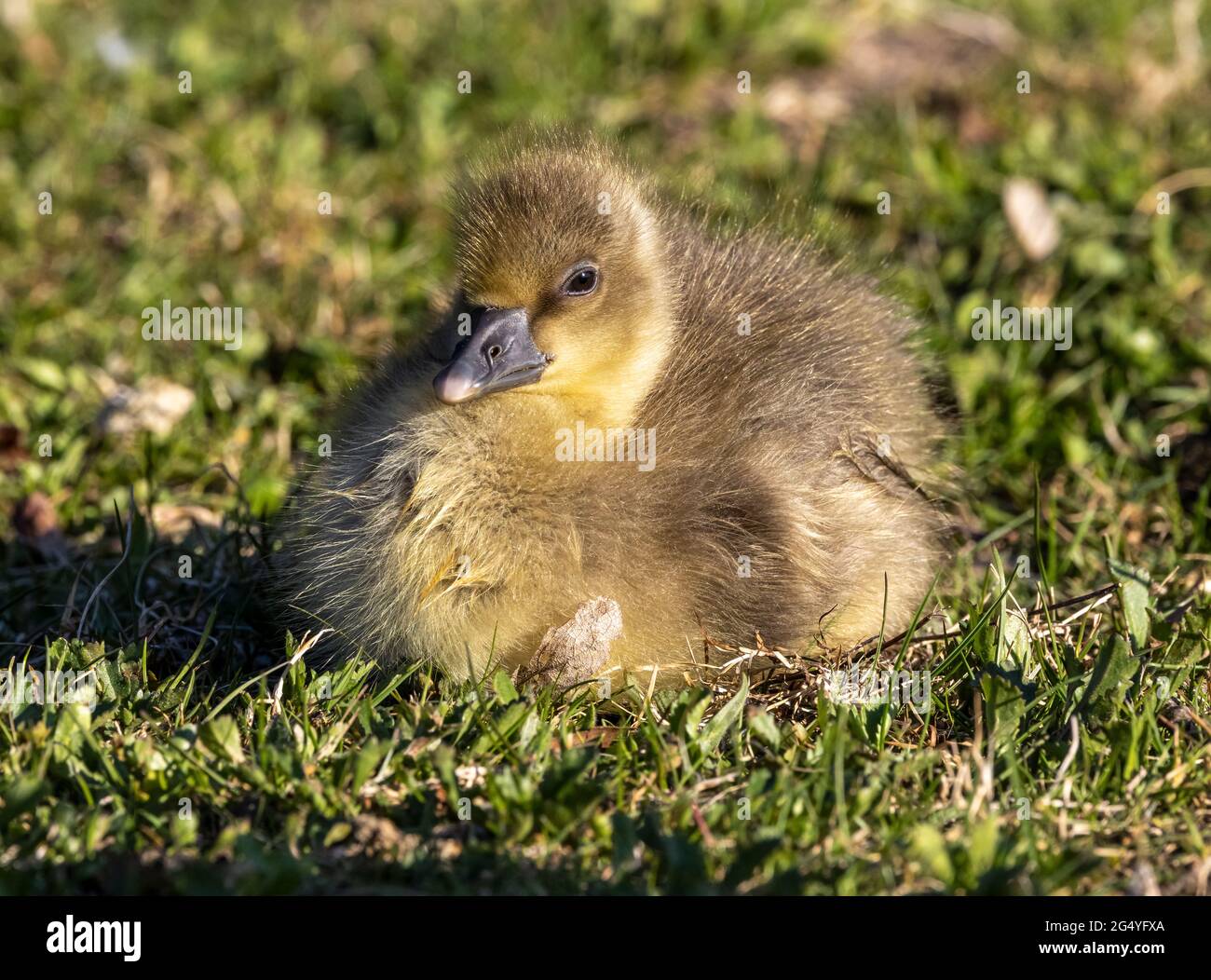 Close up of a beautiful yellow fluffy greylag goose baby gosling in ...