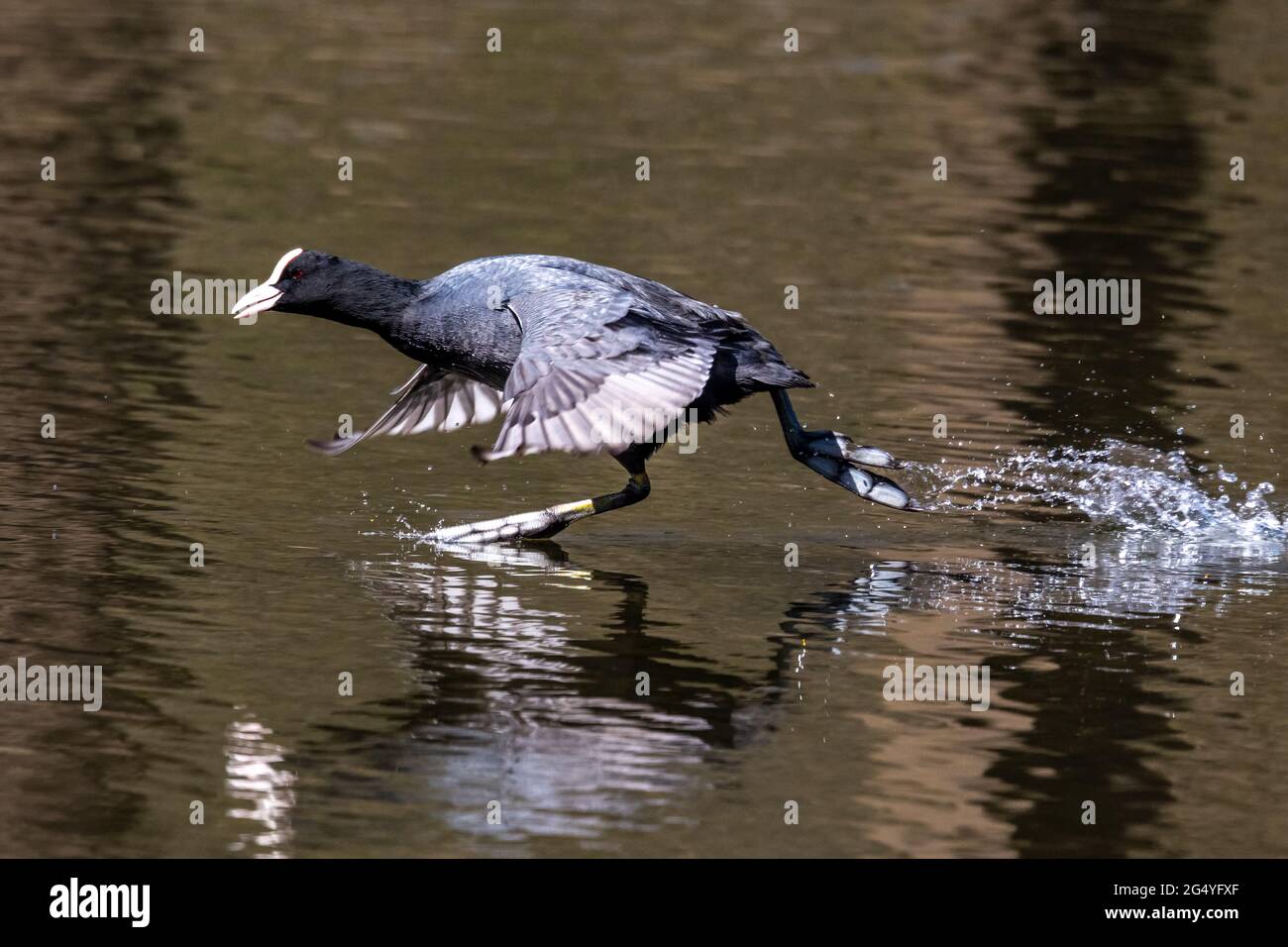Eurasian coot, Fulica atra chasing each other by running across the ...