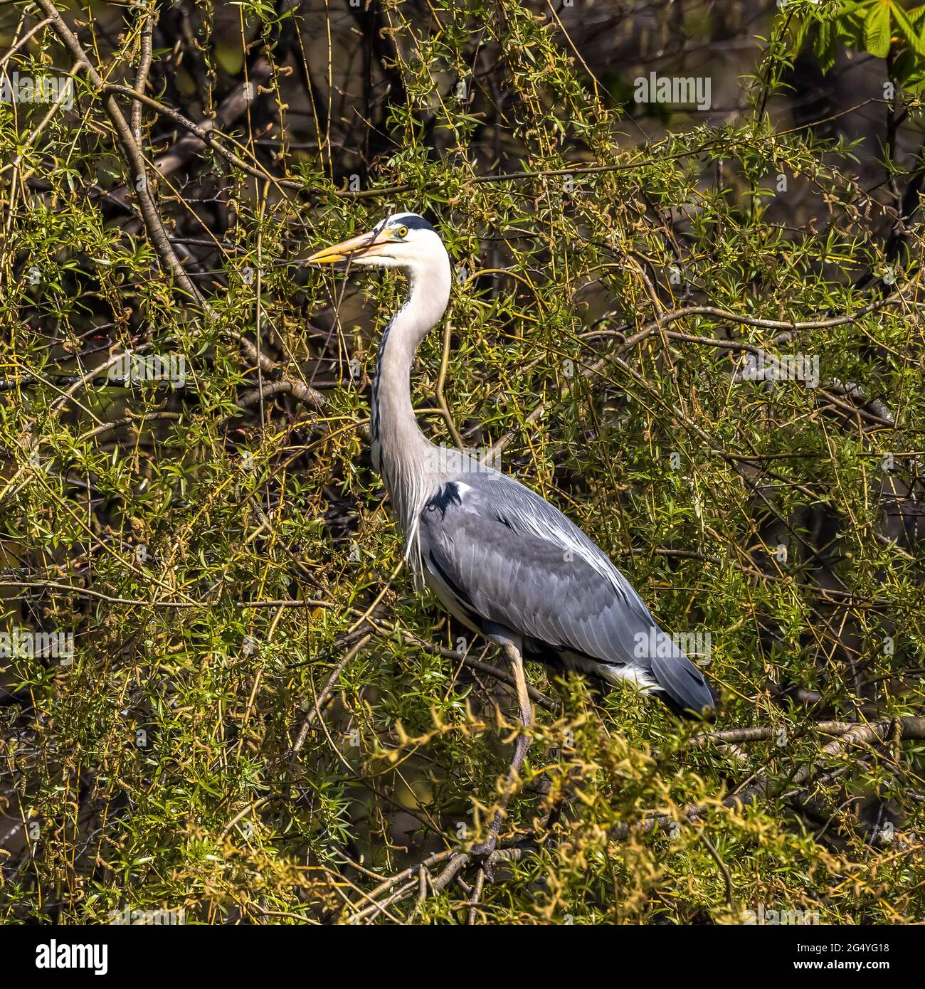 Grey heron, Ardea cinerea, a massive gray bird searching for fish, with ...