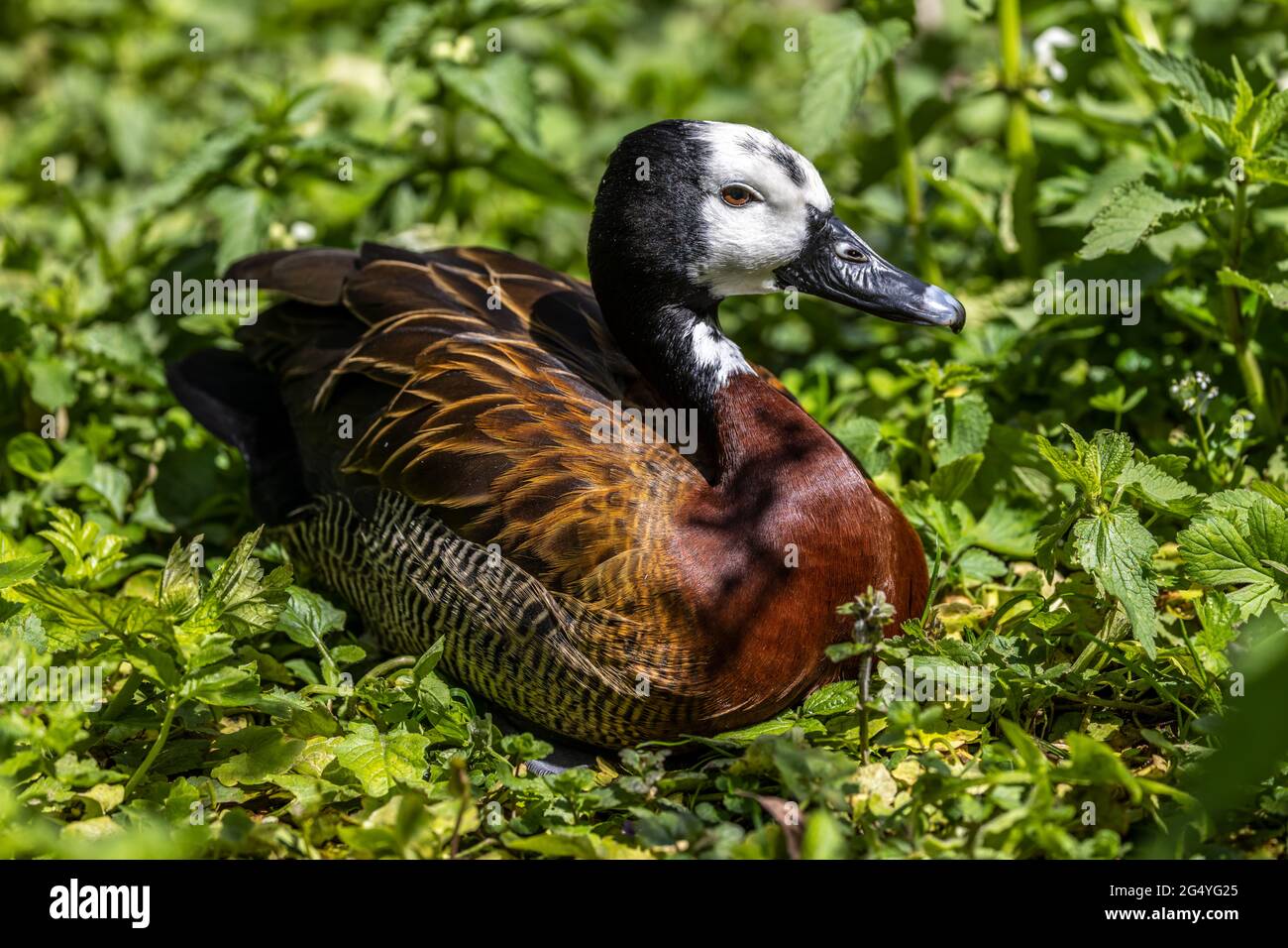 Whistling duck call hi-res stock photography and images - Alamy