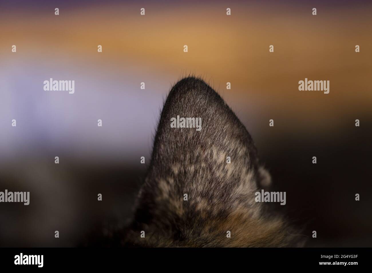 Closeup shot of a furry animal ear Stock Photo - Alamy