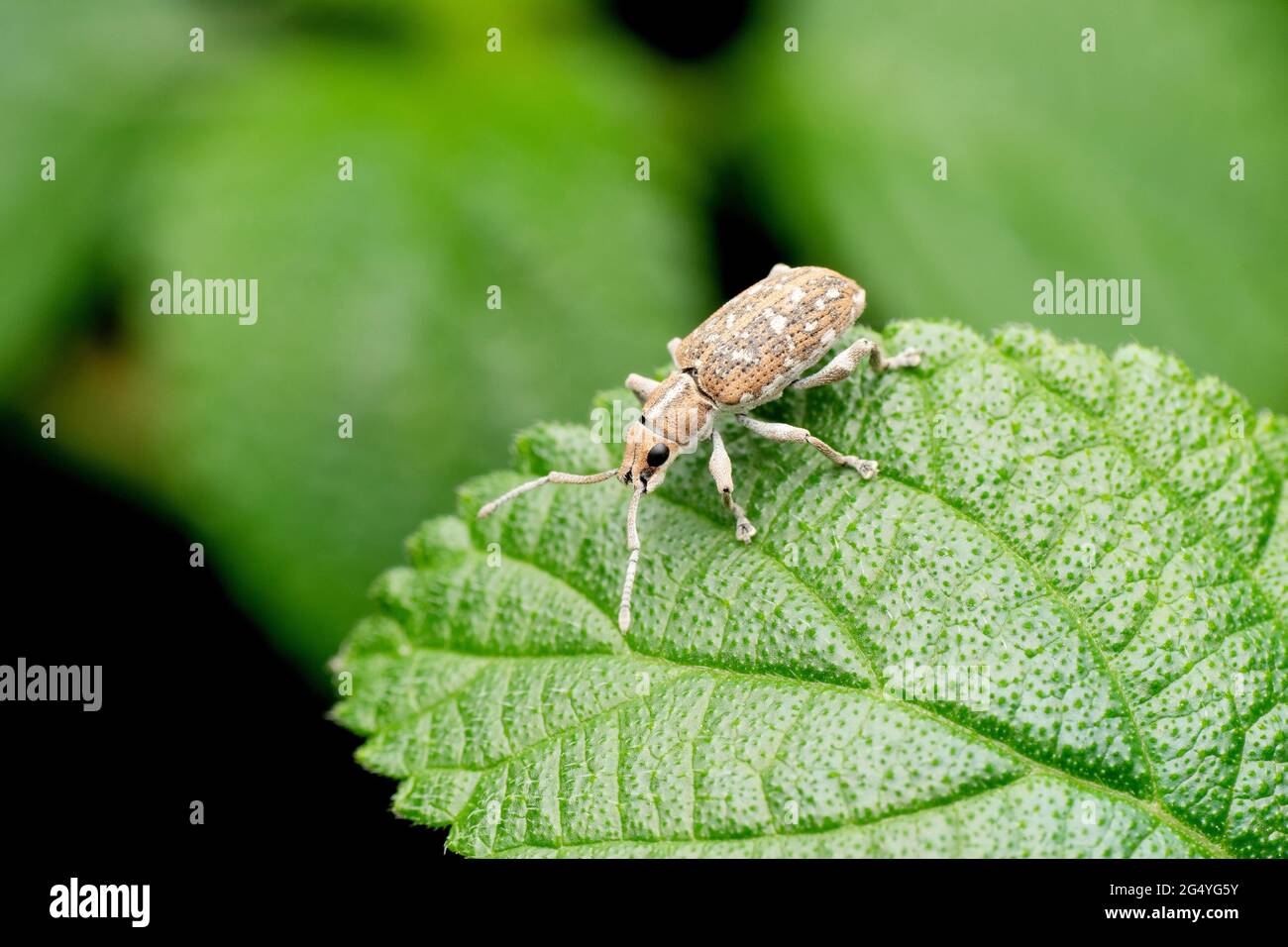 Broad Nosed Weevil, Pseudoedophrys hilleri, Satara, Maharashtra, India ...