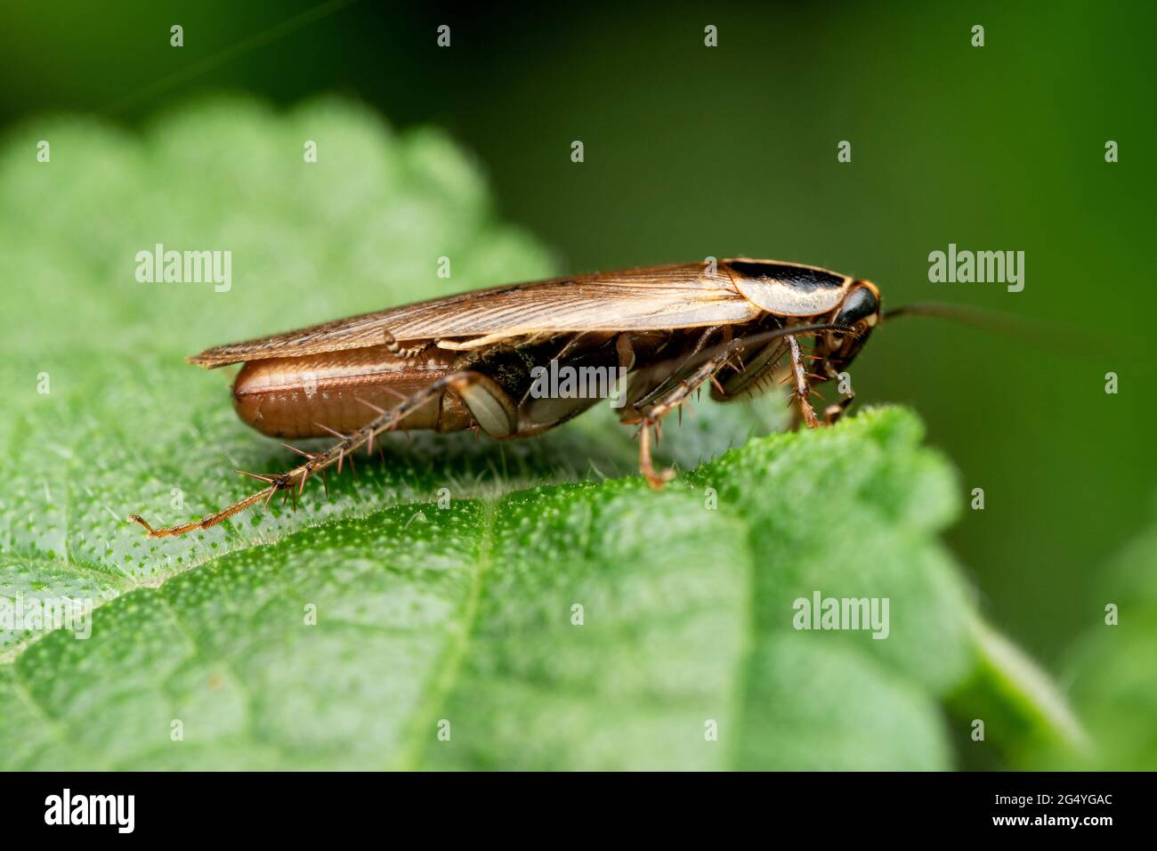 Roach Eggs In Tongue Taco Bell