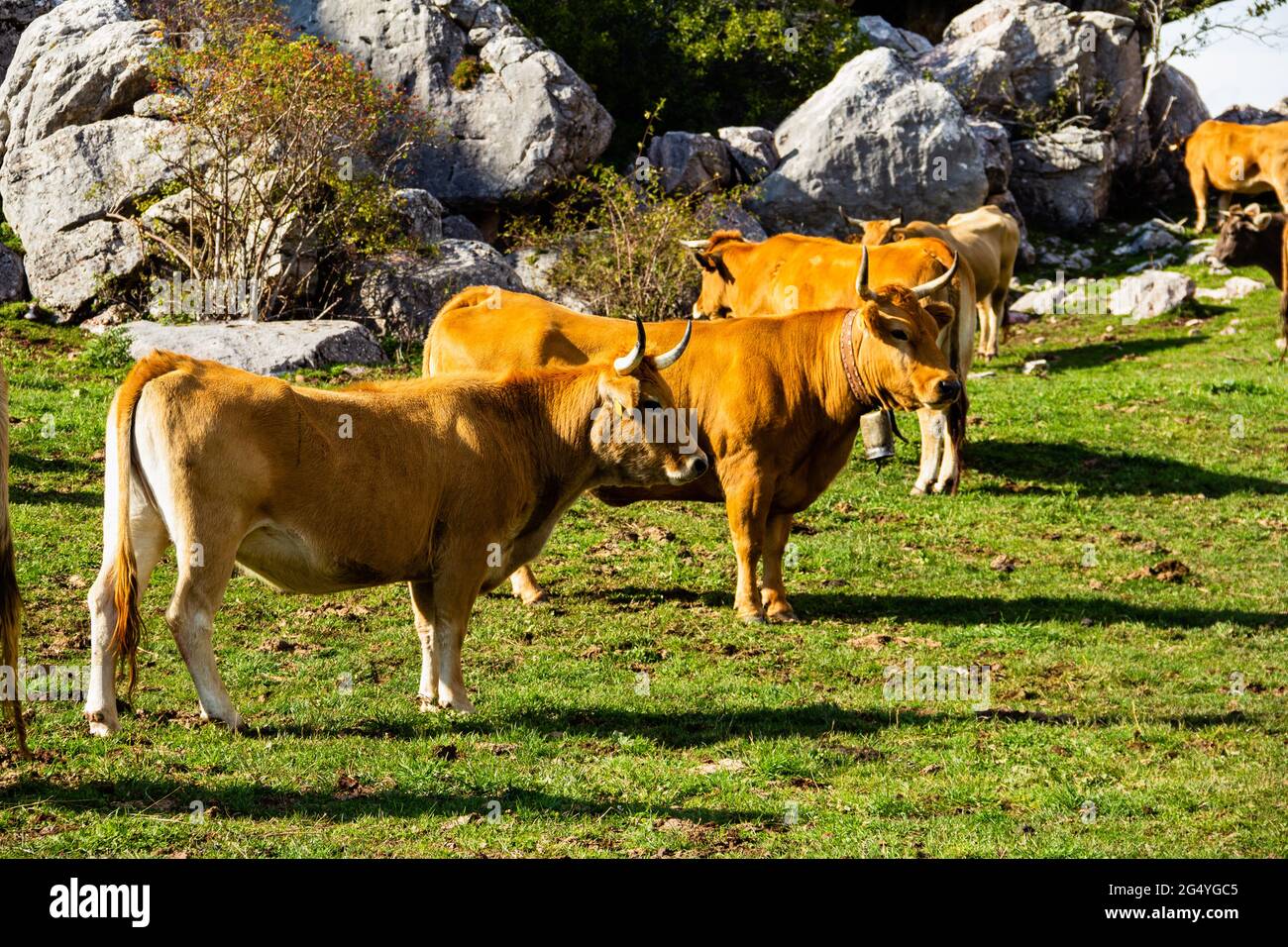 Group of bulls on a sunny meadow Stock Photo - Alamy