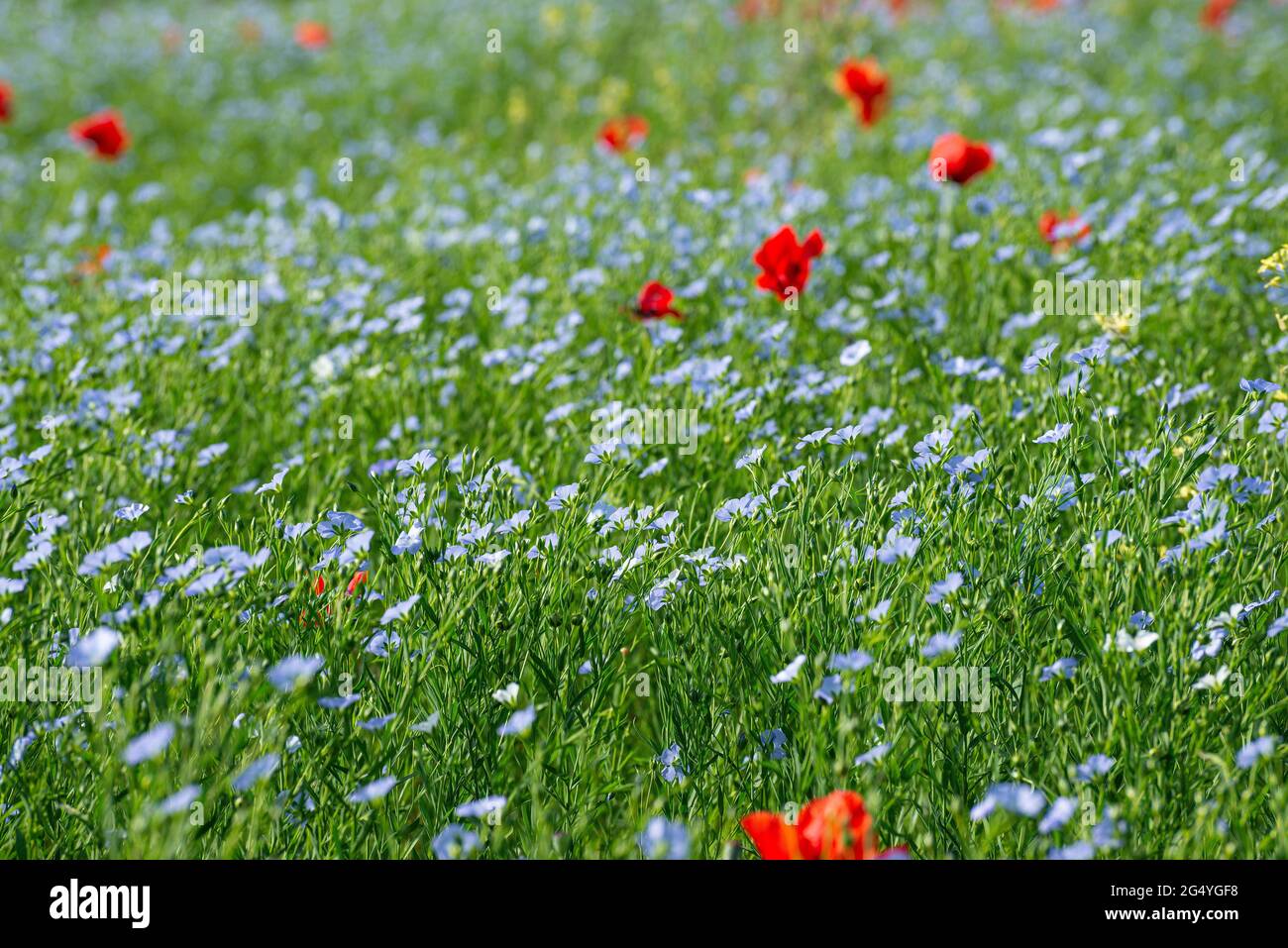 Flax poppy field hi-res stock photography and images - Alamy