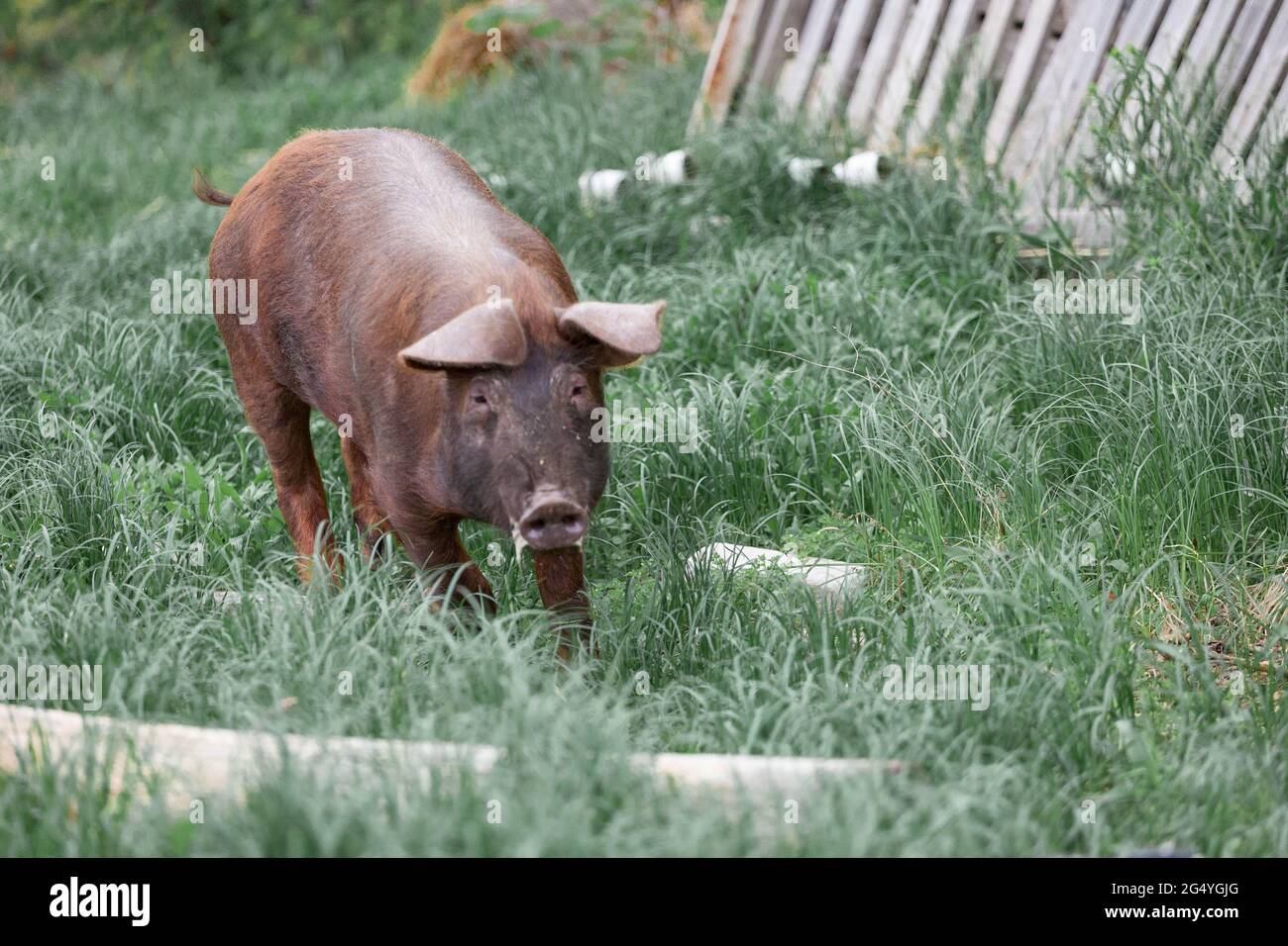 piglet with dark brown hair and curled pig tail in a cage eating grass ...