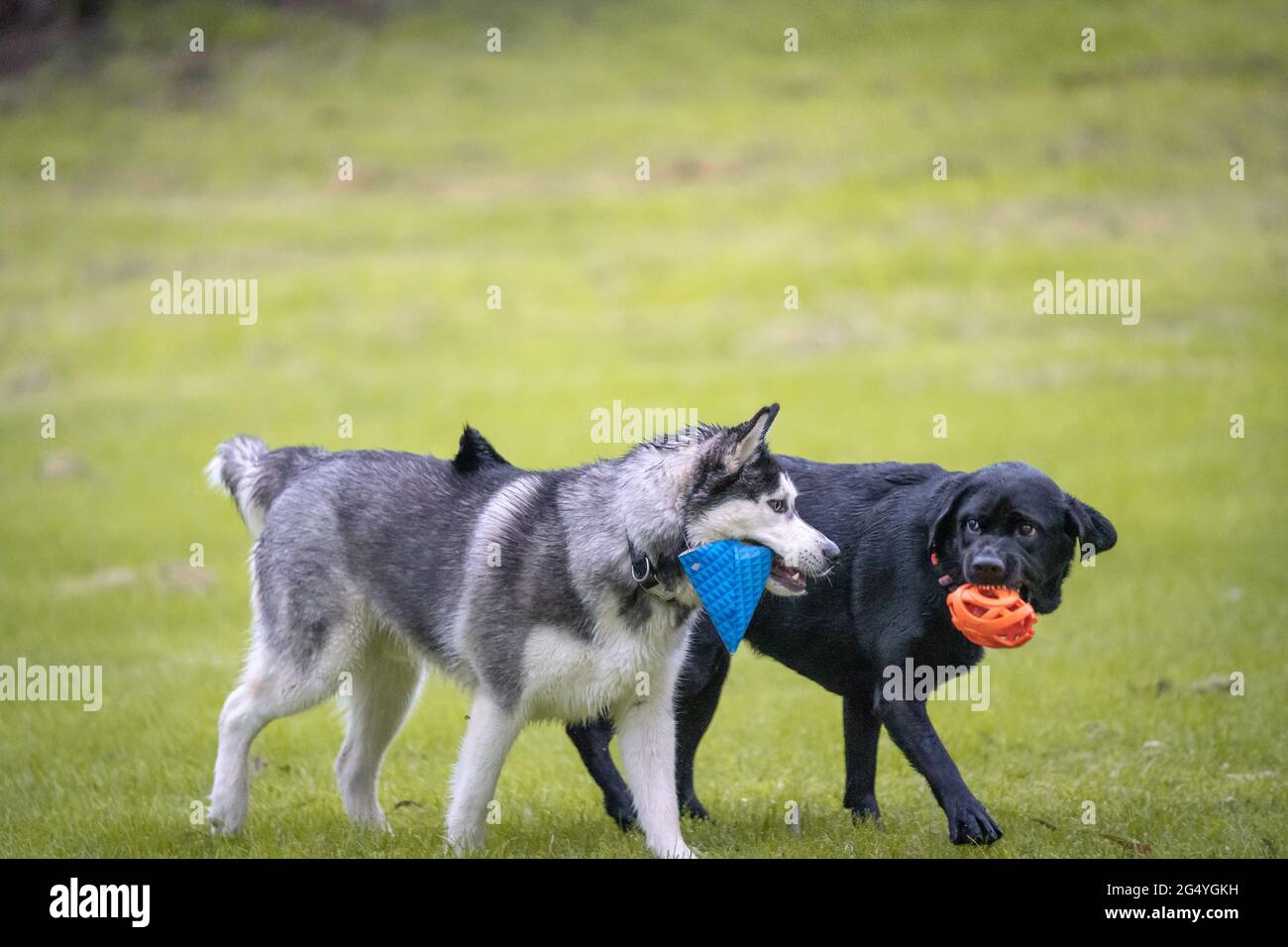 Husky fight hi-res stock photography and images - Alamy