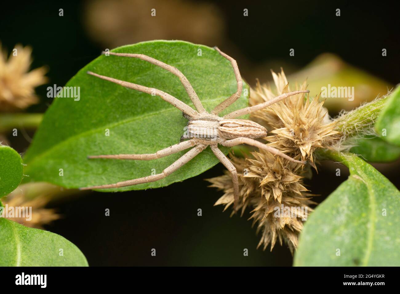 Green spider flower hi-res stock photography and images - Alamy