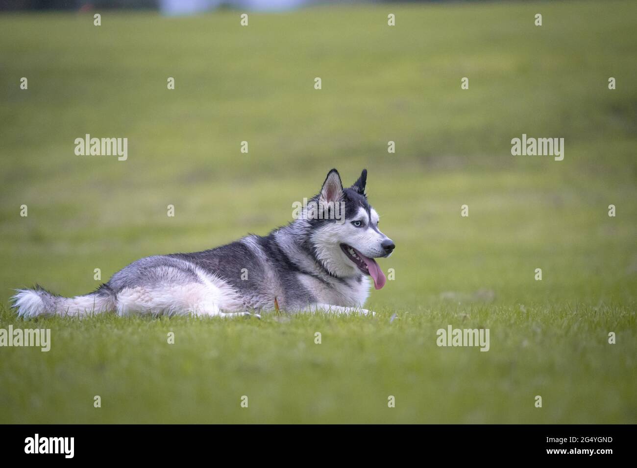 Cute husky dog laying on a meadow Stock Photo - Alamy