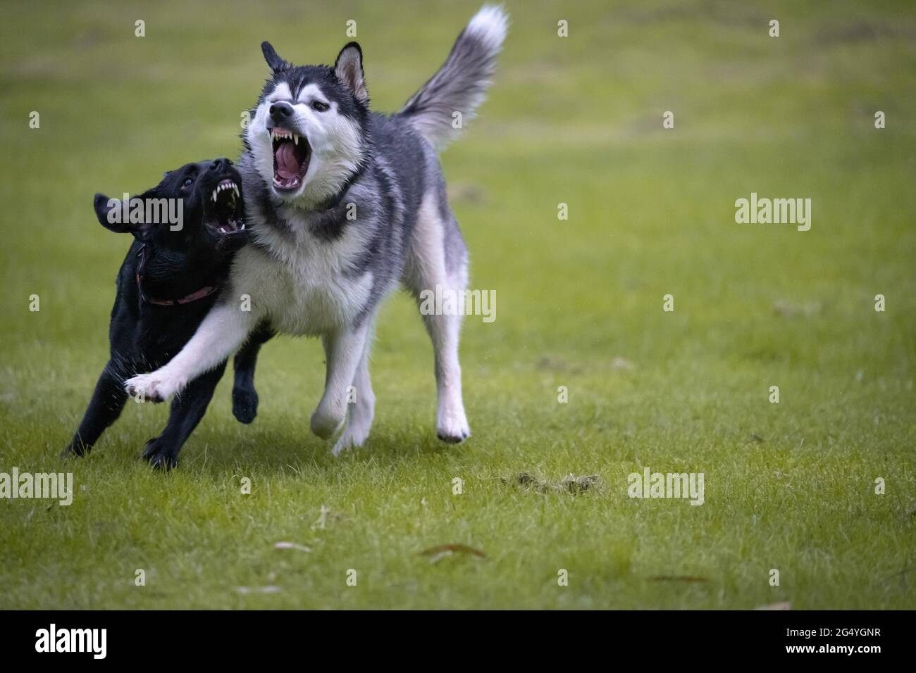 Husky fight hi-res stock photography and images - Alamy