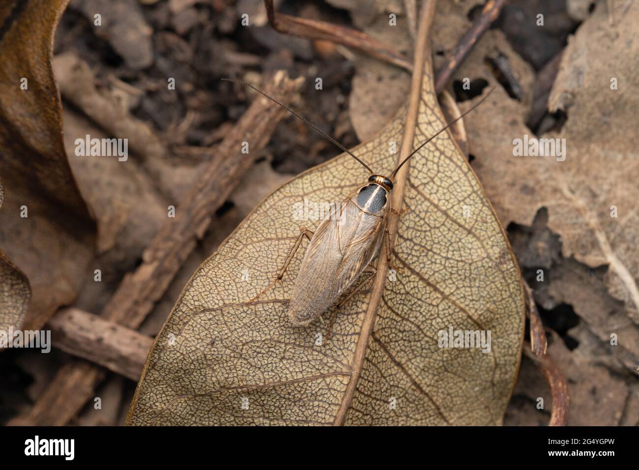 German cockroach, Blatella germanica, Satara, Maharashtra, India Stock ...
