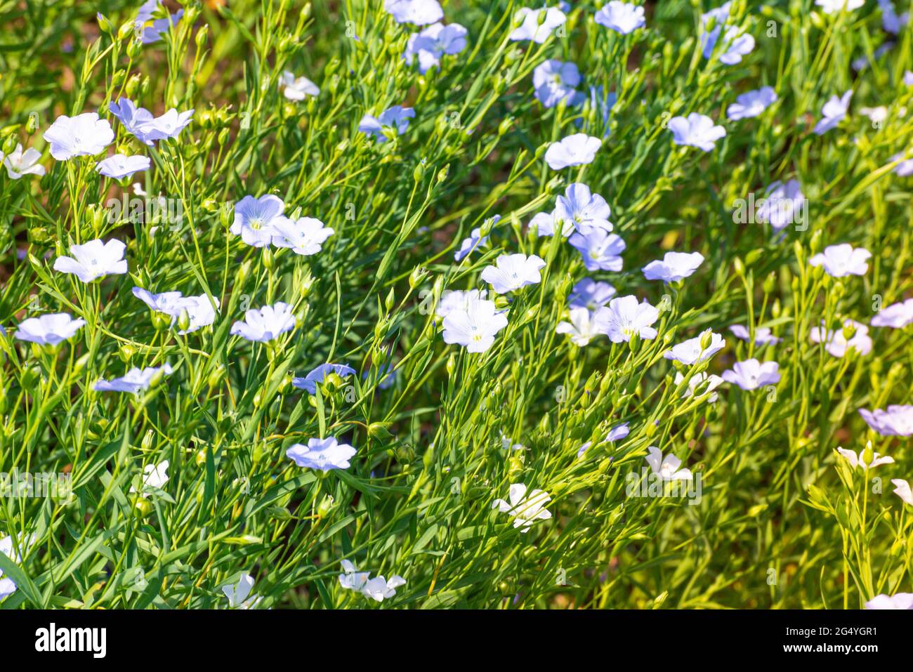 Field flowering flax sun hi-res stock photography and images - Alamy