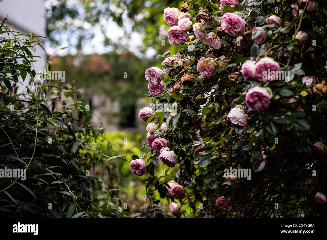 Blooming pink climbing rose under sunlight outdoors Stock Photo - Alamy