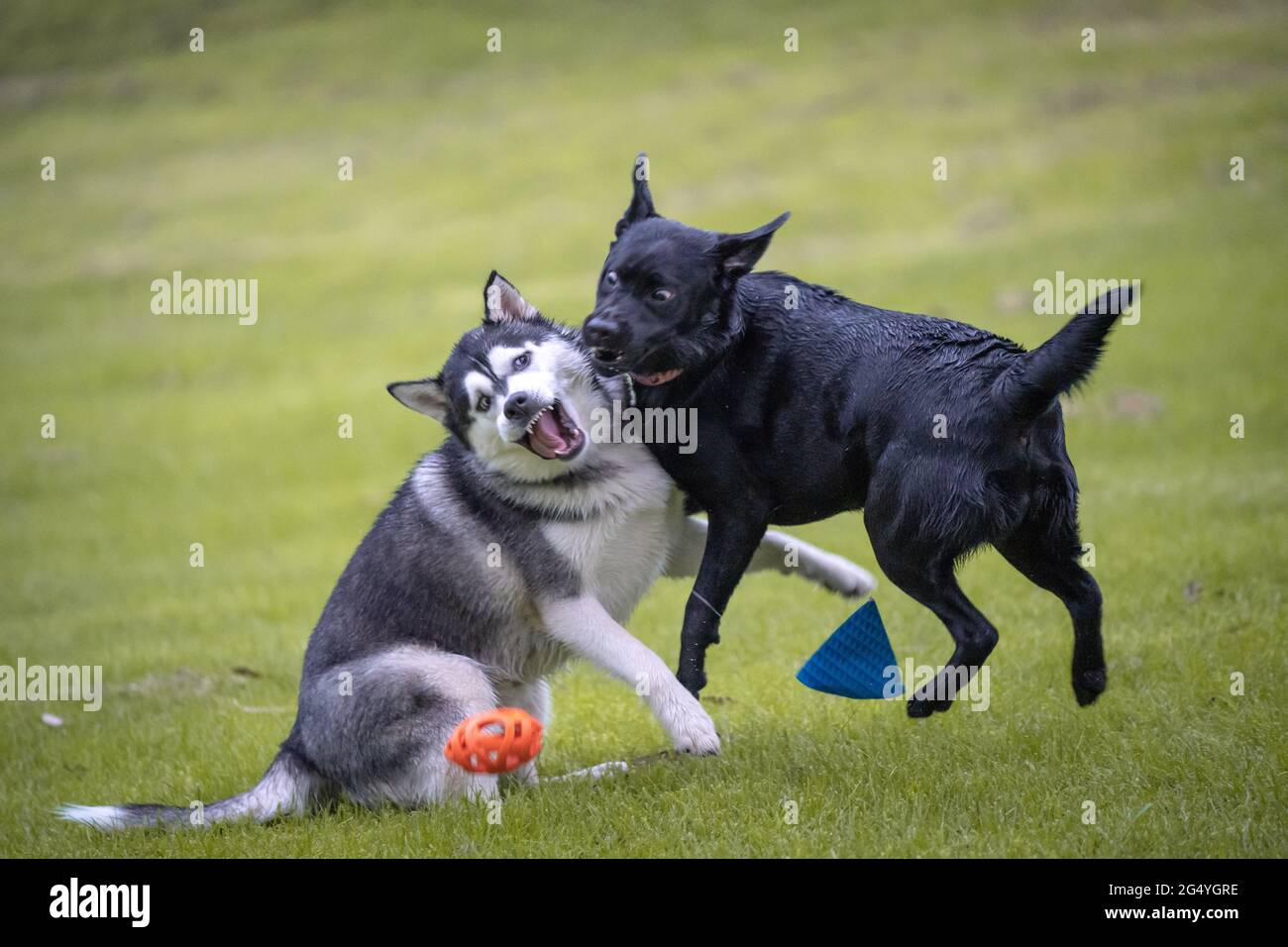 Husky and a black dog playfighting on a meadow Stock Photo - Alamy