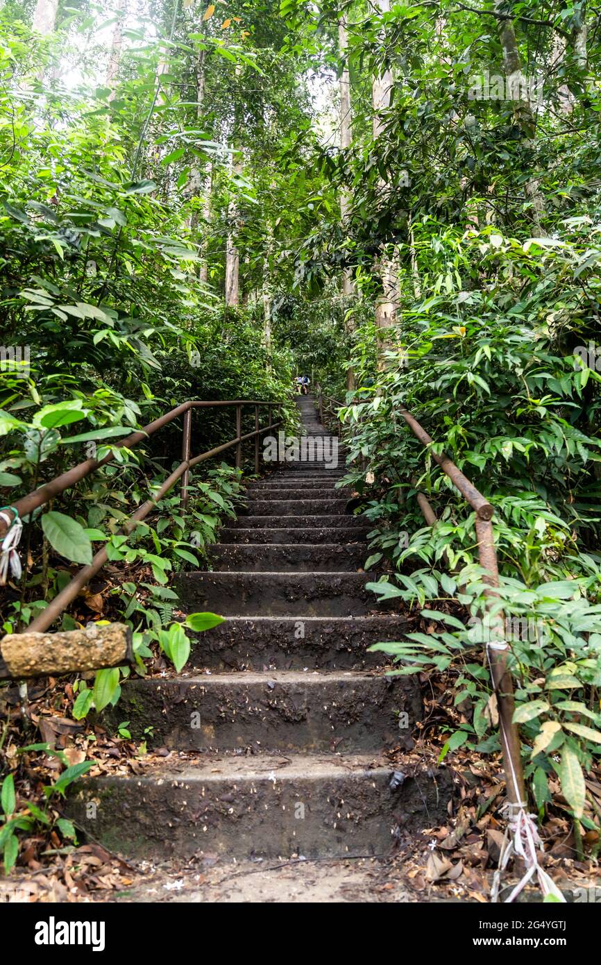 Stairs in the forest. Rainforest Landscape in Malaysia Stock Photo - Alamy