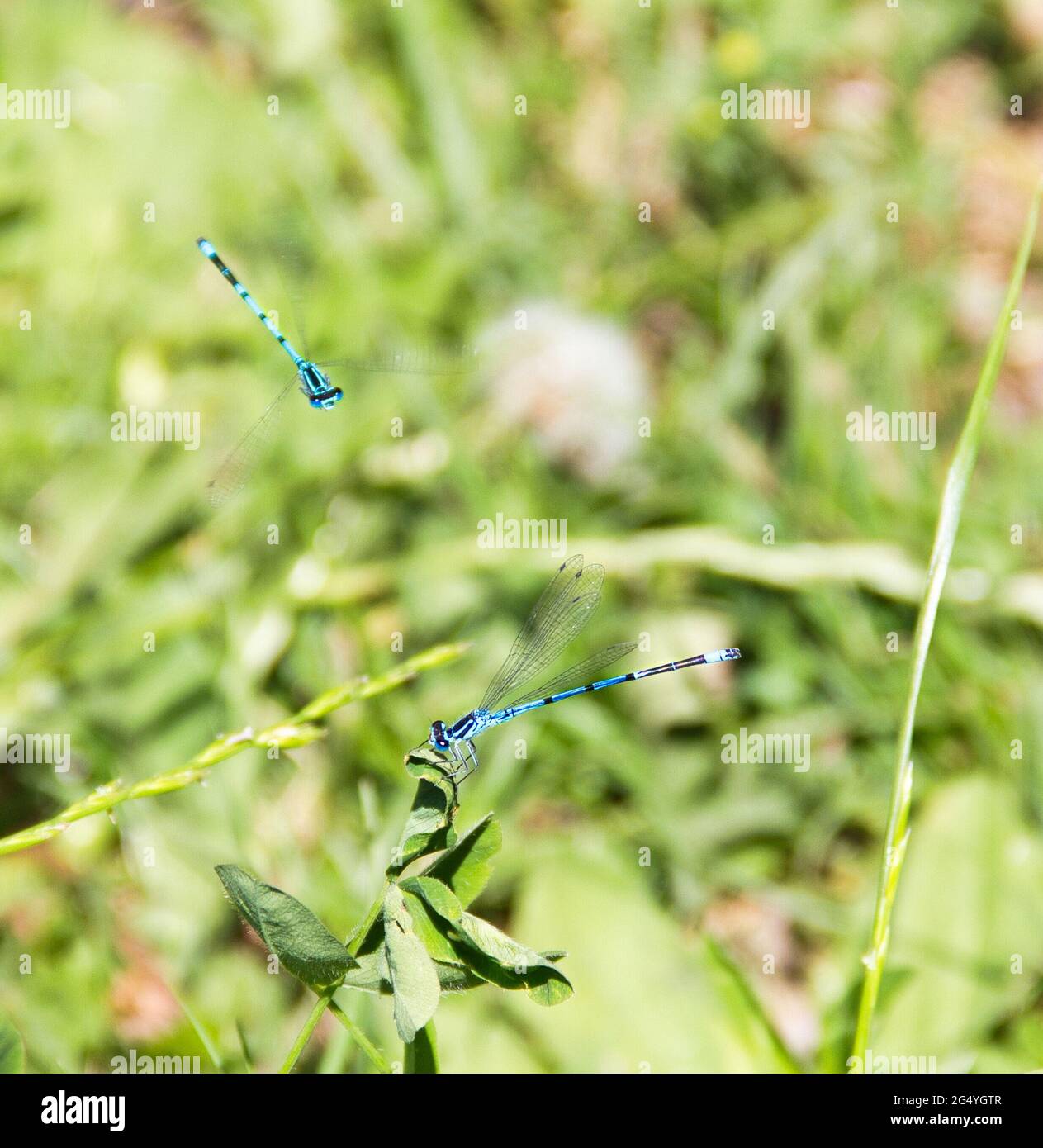 Common Blue Damselflies hovering by grasses Stock Photo - Alamy
