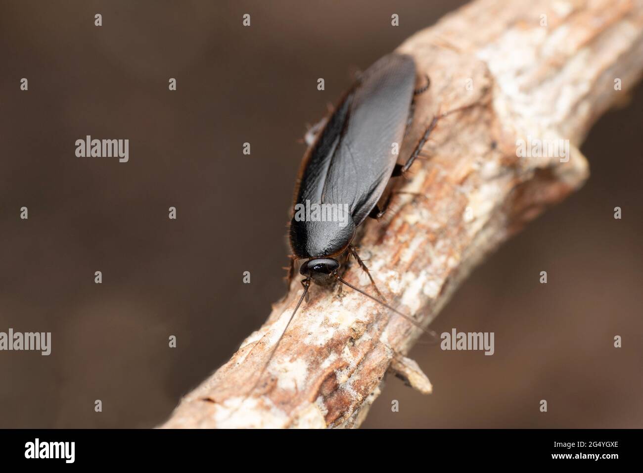 Jungle cockroach, Ectobius lapponicus, Satara, Maharashtra, India Stock ...