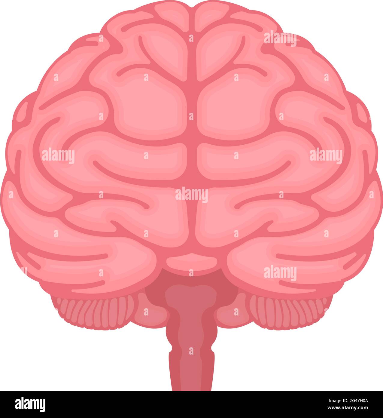 Vector illustration of human brain ( front view Stock Vector Image ...