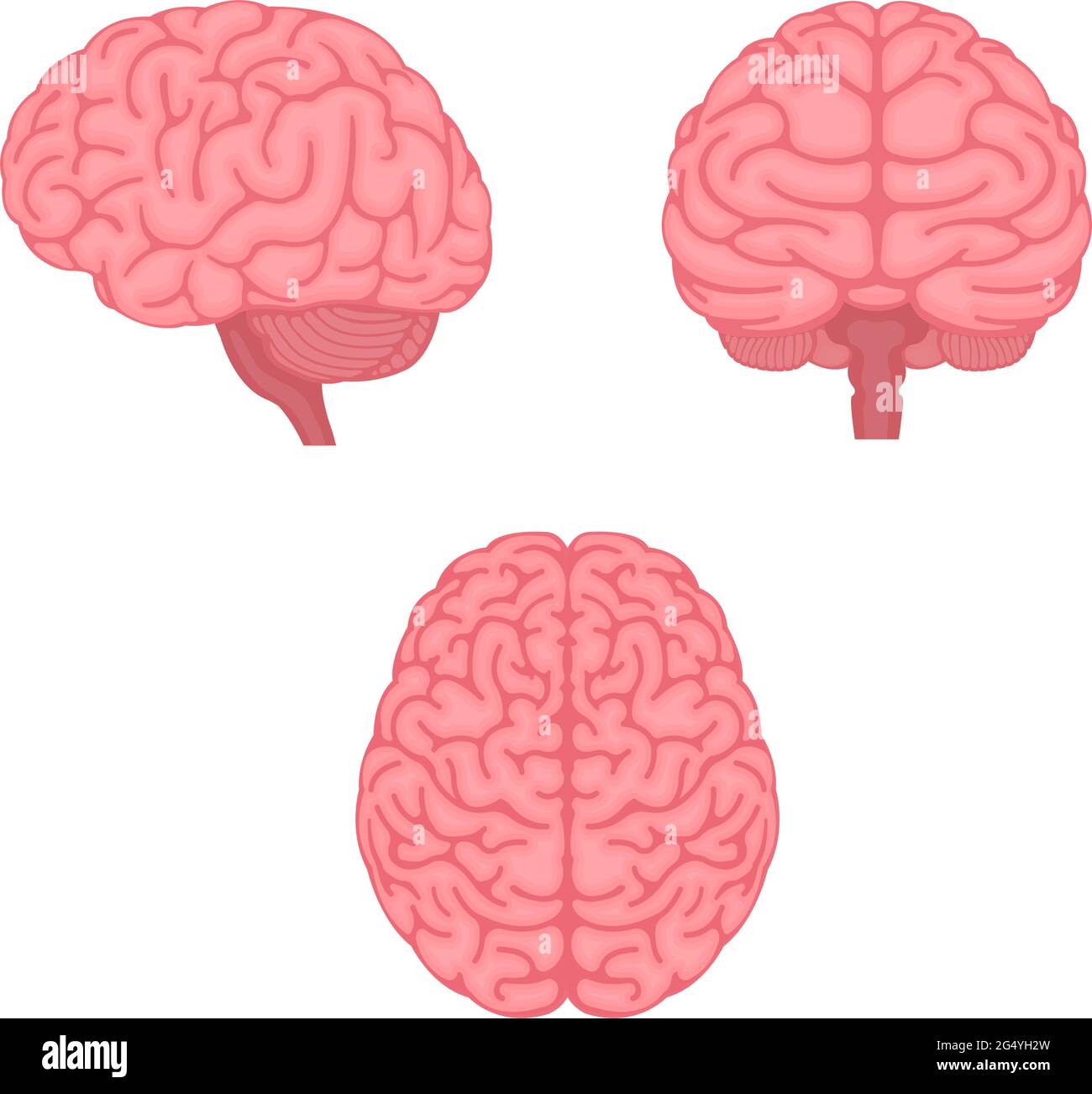 Human Brain Front Illustration