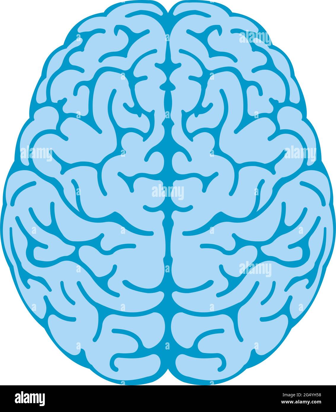Vector illustration of human brain ( View from above Stock Vector Image ...