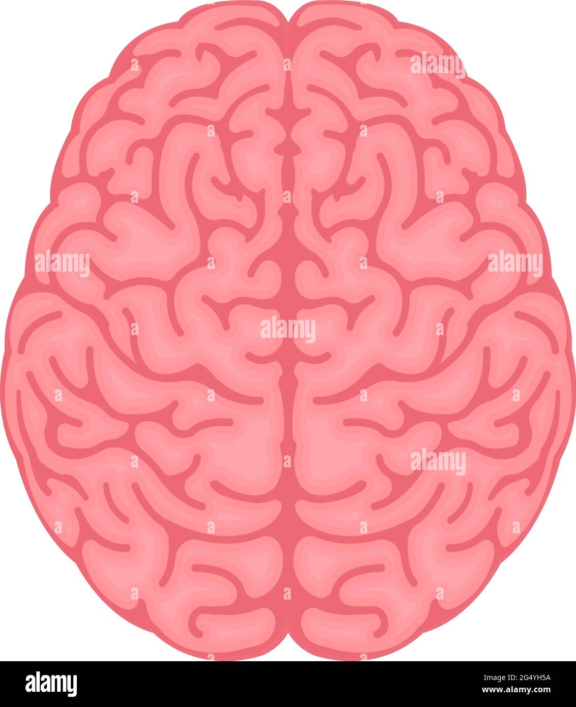 Vector illustration of human brain ( View from above Stock Vector Image ...