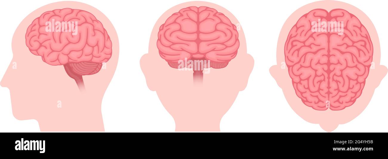 Vector illustration of human brain ( 3 angles set Stock Vector Image ...