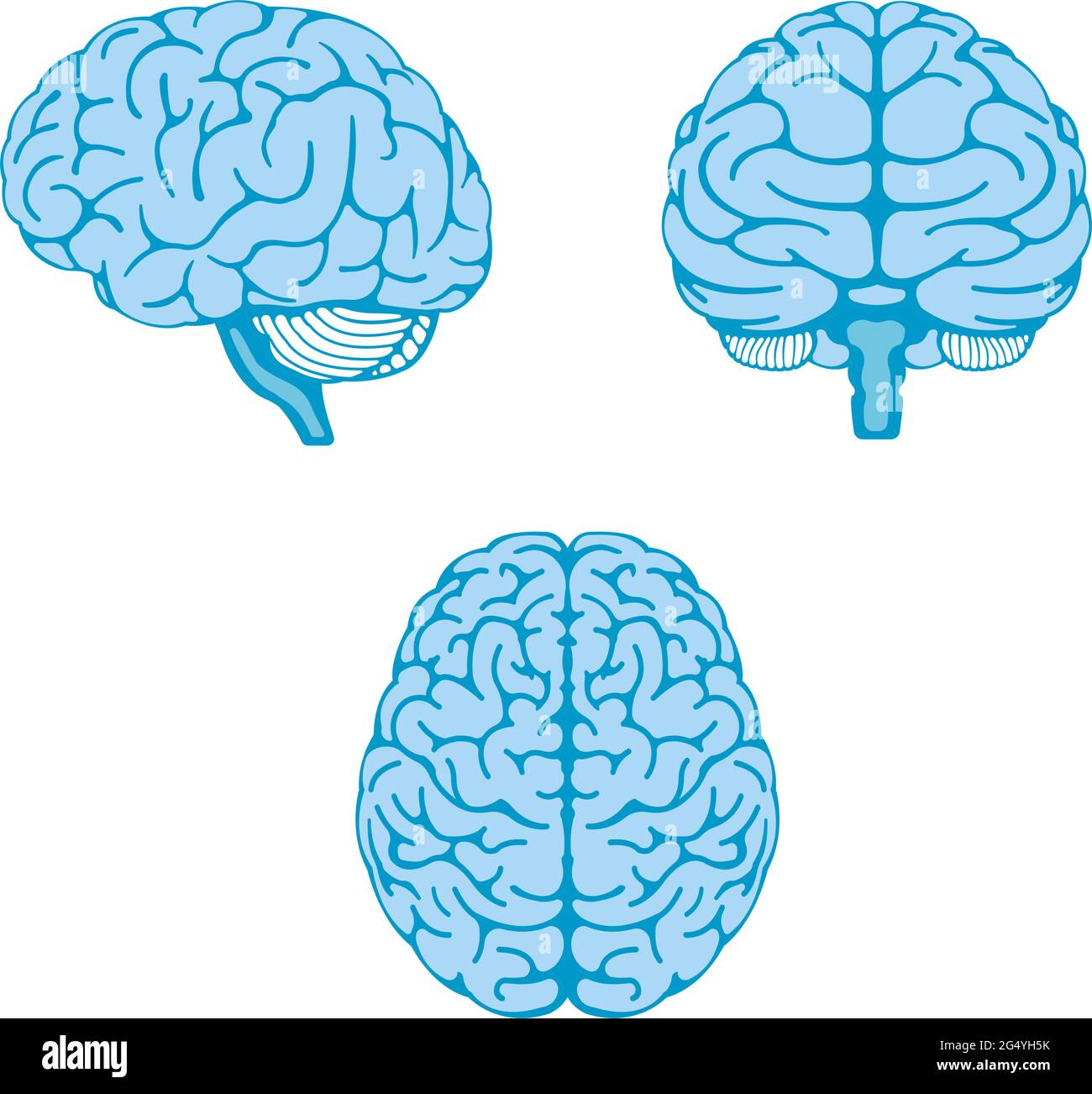 Vector illustration of human brain ( 3 angles set Stock Vector Image ...
