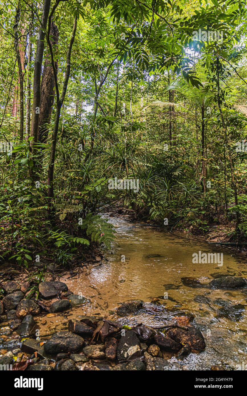 Rainforest river Landscape in Malaysia Stock Photo - Alamy