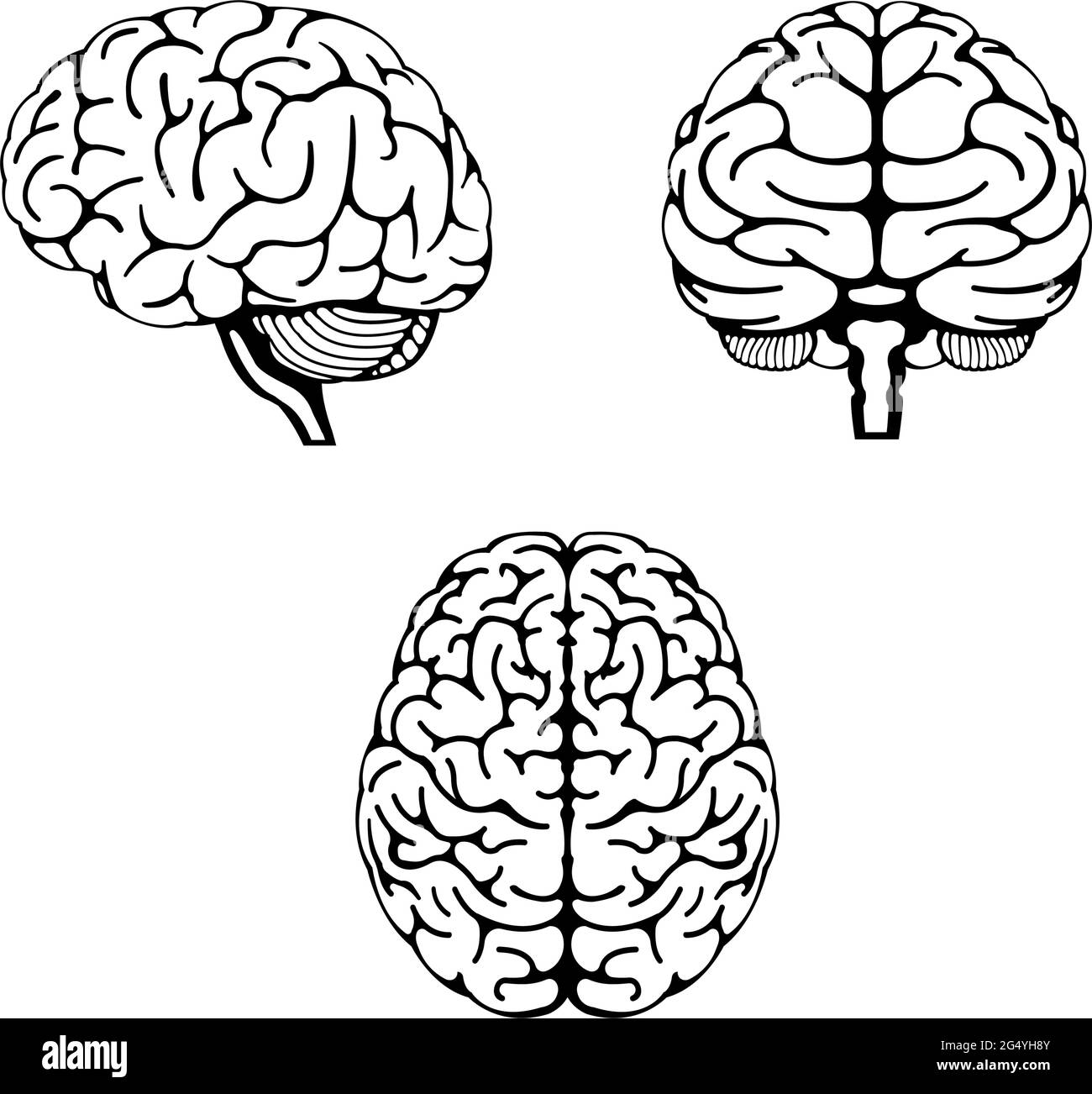 Vector illustration of human brain ( 3 angles set Stock Vector Image ...