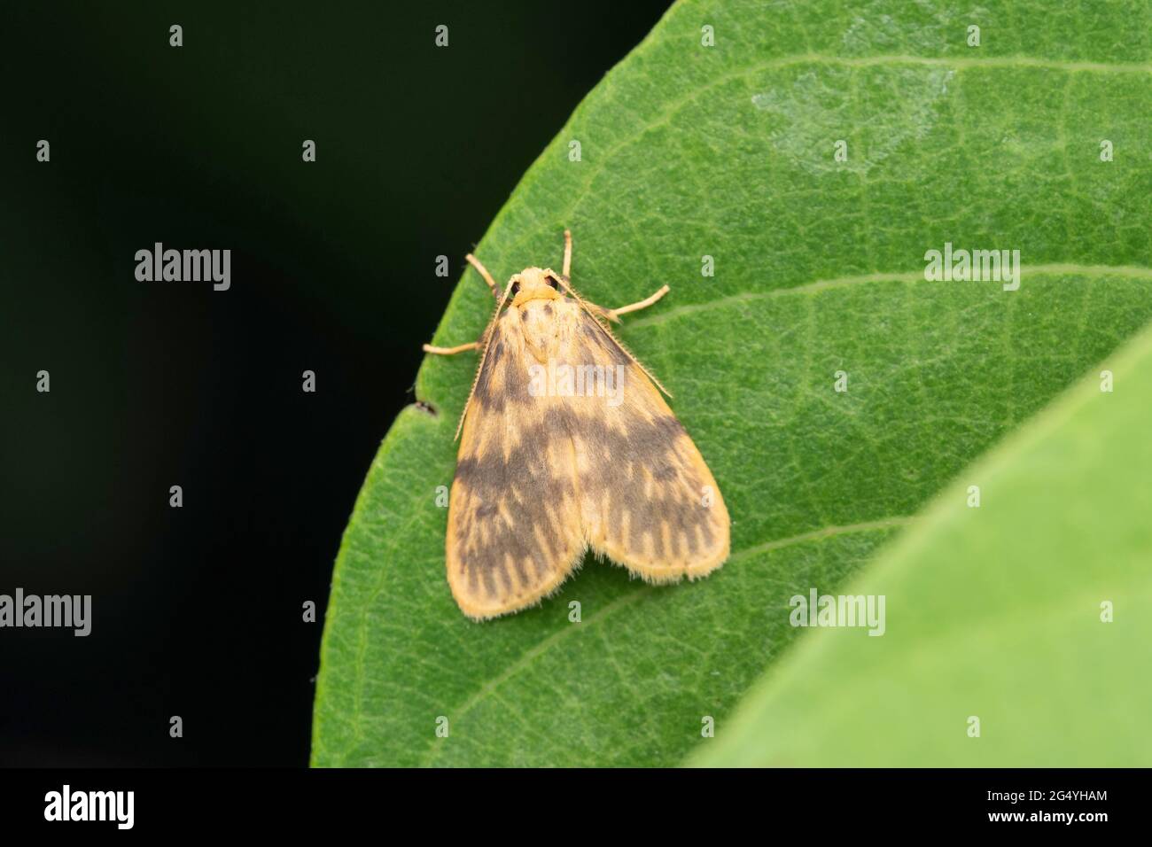 Orange flame moth hi-res stock photography and images - Alamy