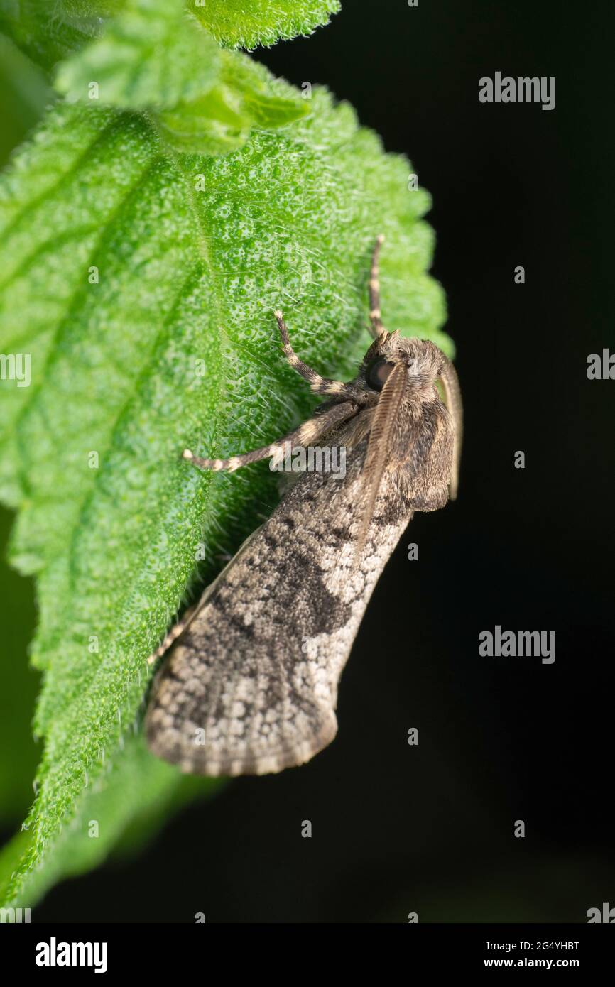 Poop mimic moth, Aptomis trifida, Satara, Maharashtra, India Stock ...