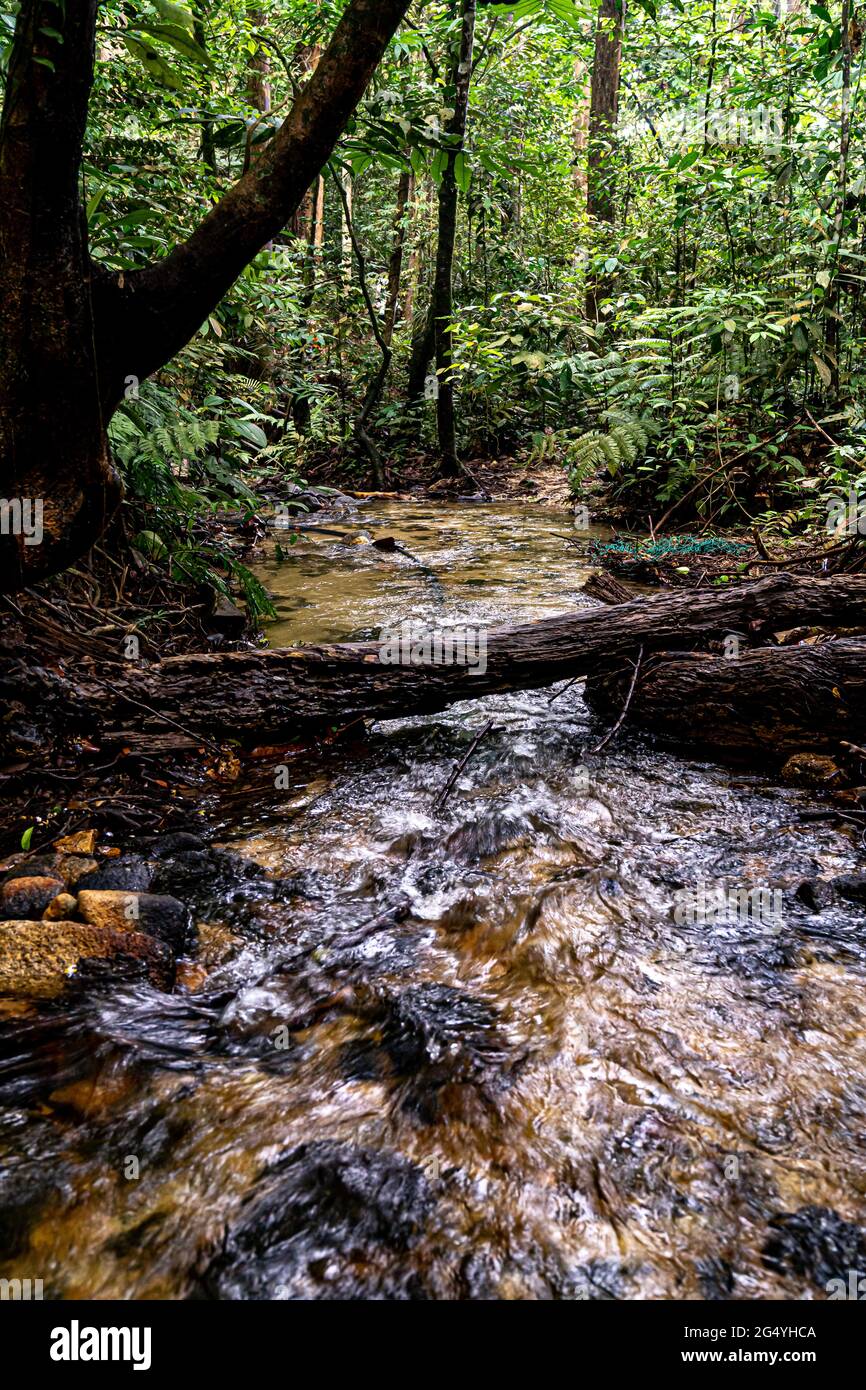 Fallen tree over the river in Malaysian Rainforest Stock Photo - Alamy