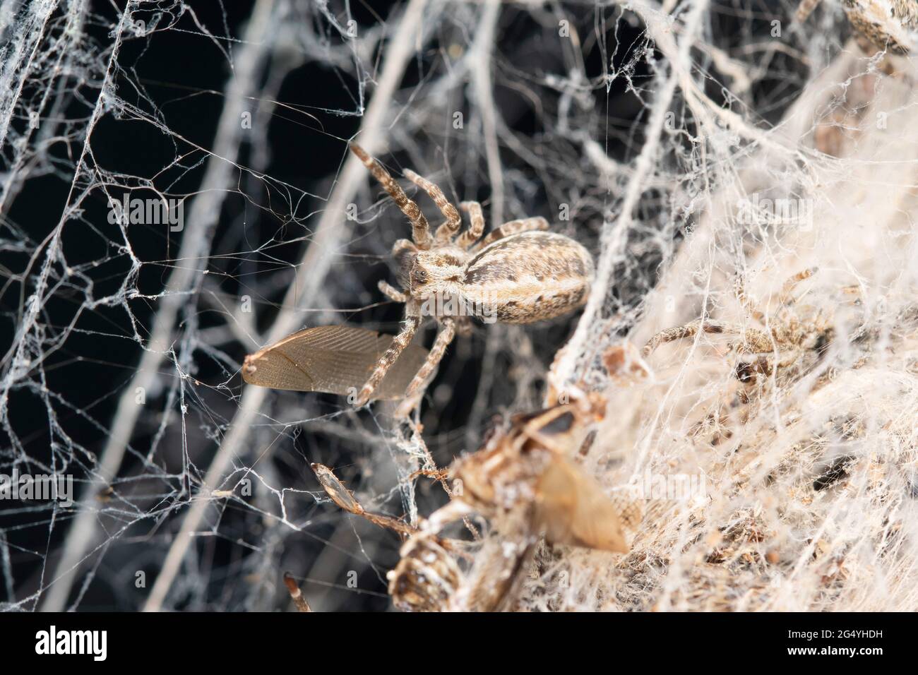Social orb weaver, Stegodyphus sarisinorum, Satara, Maharashtra, India ...
