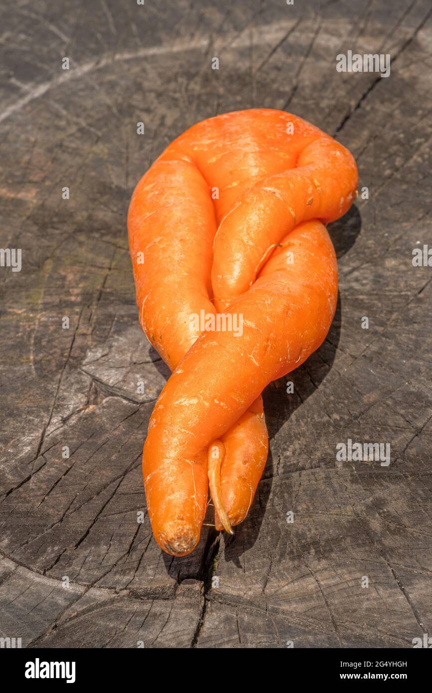 Organic carrots of unusual shape. A fused fruit. Curved vegetable Stock ...
