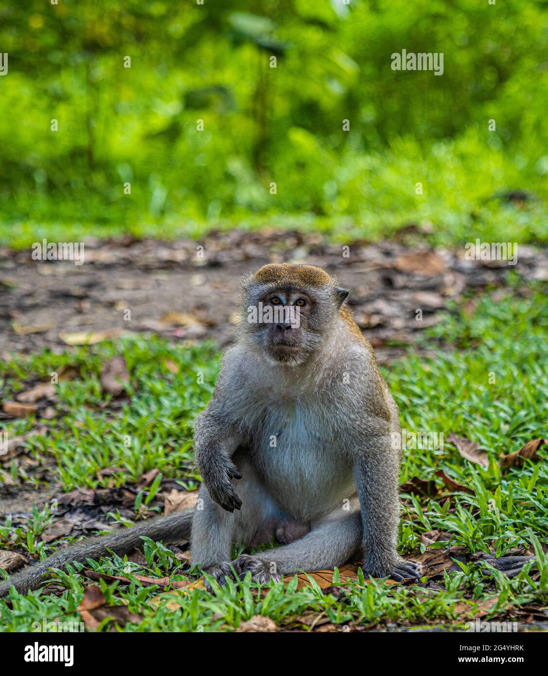 Wild Monkey outdoors at the forest in Malaysia Stock Photo - Alamy