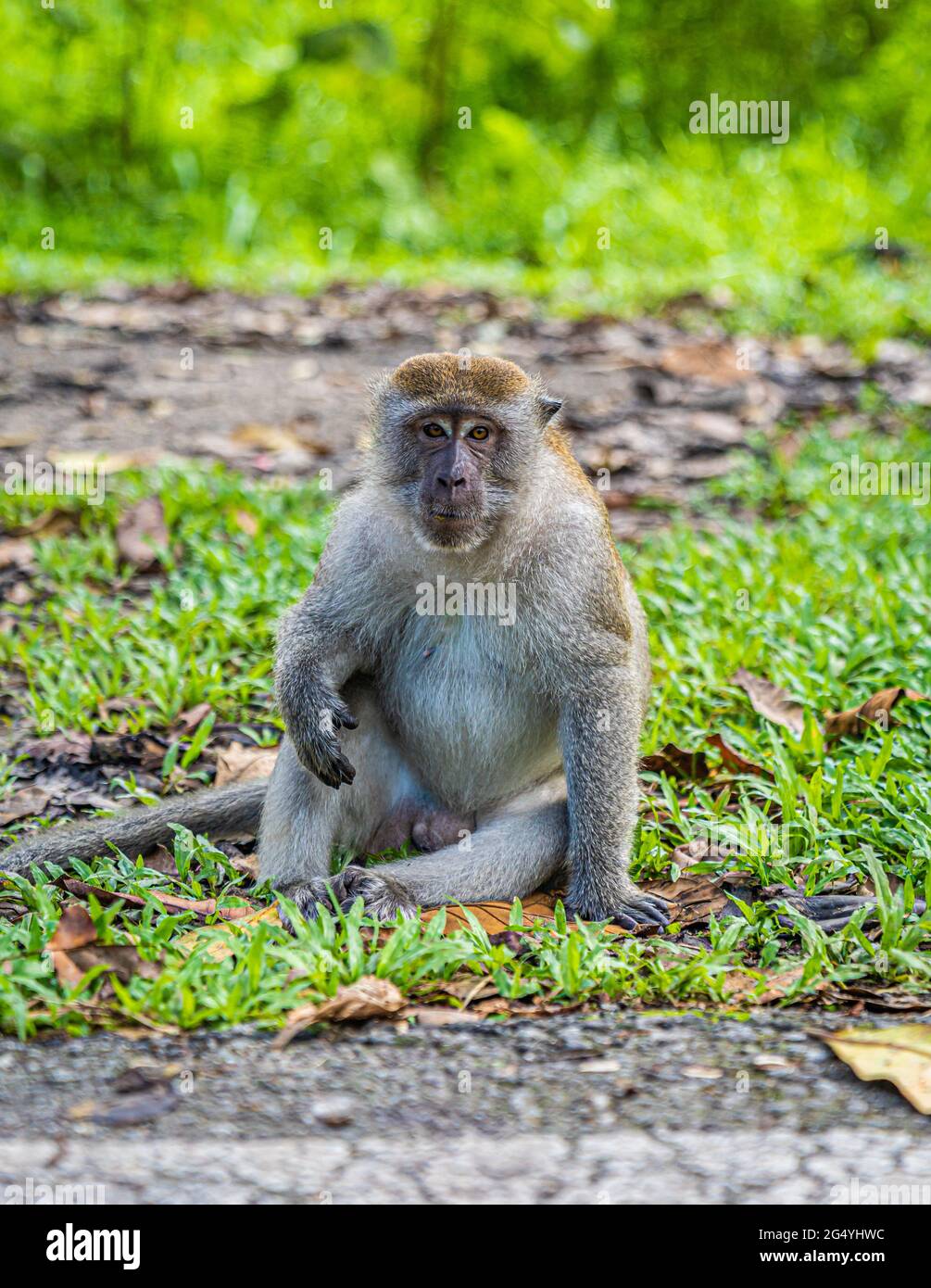 Wild Monkey outdoors at the forest in Malaysia Stock Photo - Alamy