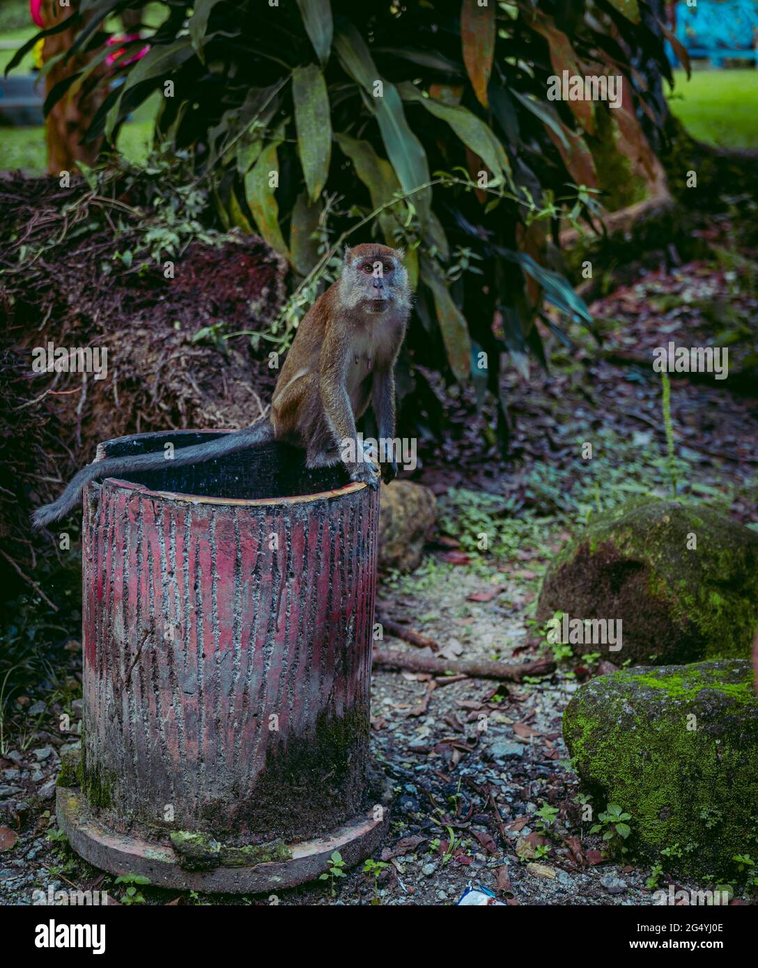 Wild Monkey sitting in a bin outdoors in the Malaysian Forest Stock ...