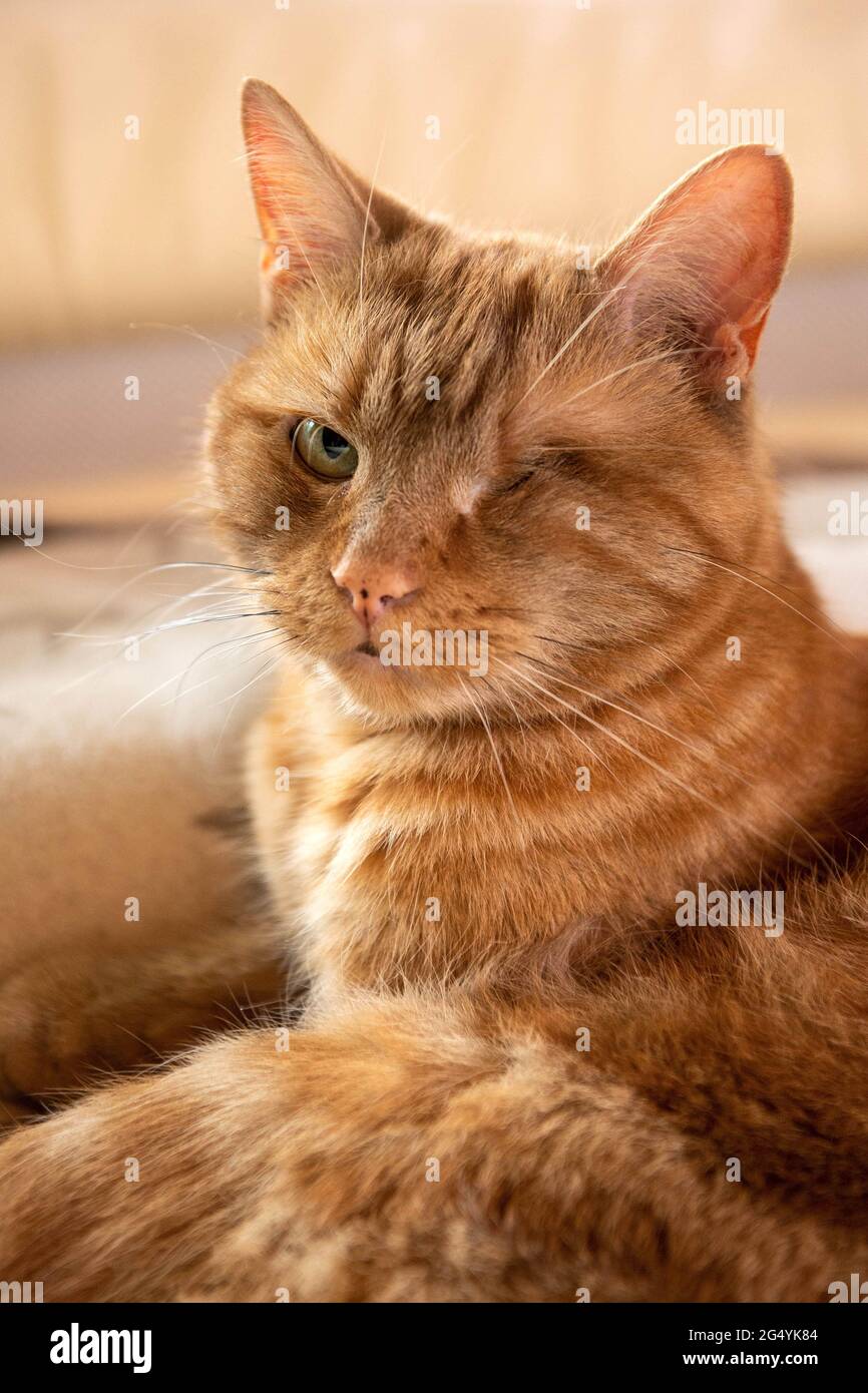 Purina better together category hi-res stock photography and images - Alamy